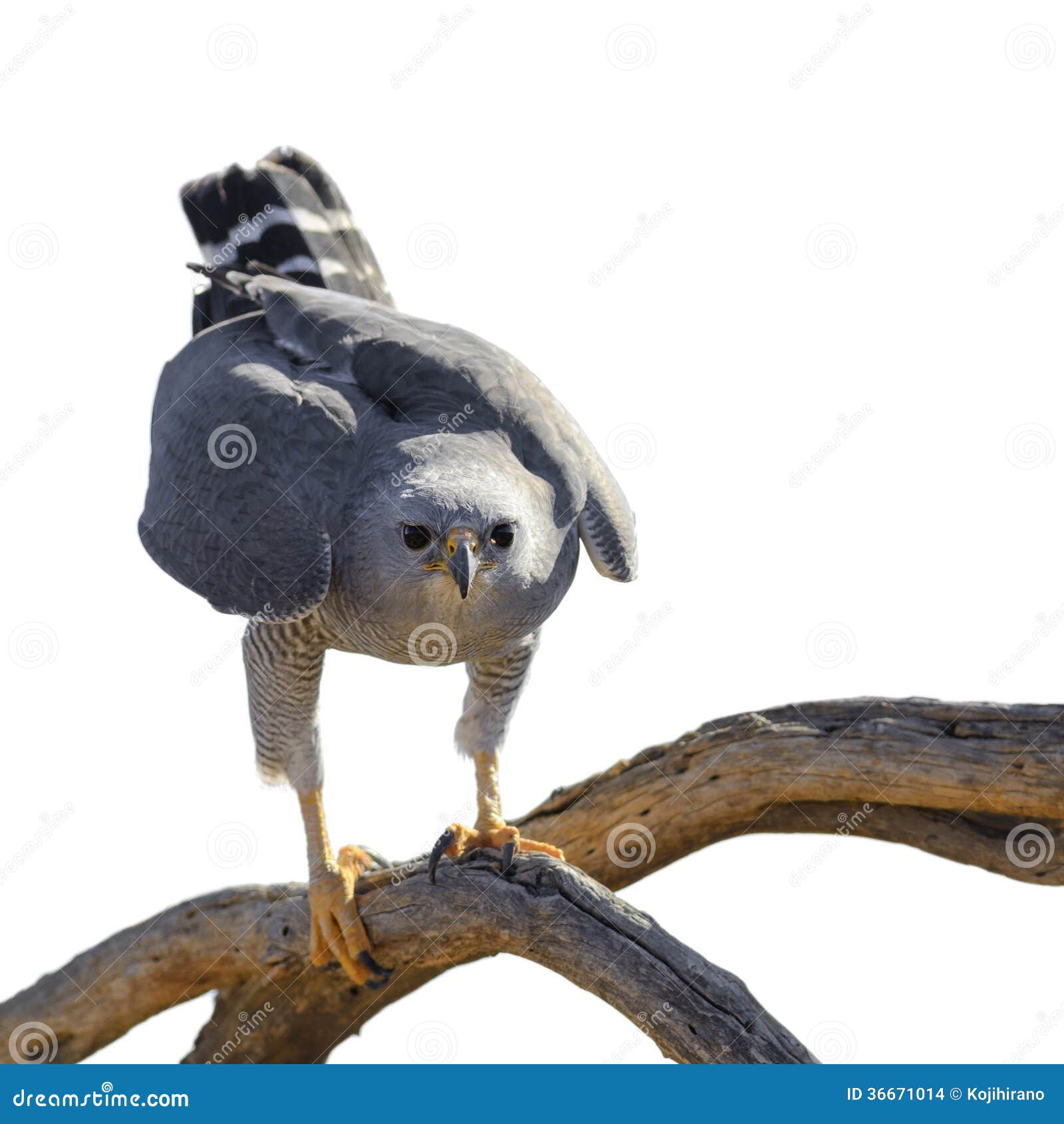 Gray Hawk stock photo. Image of wild, neat, watching - 36671014