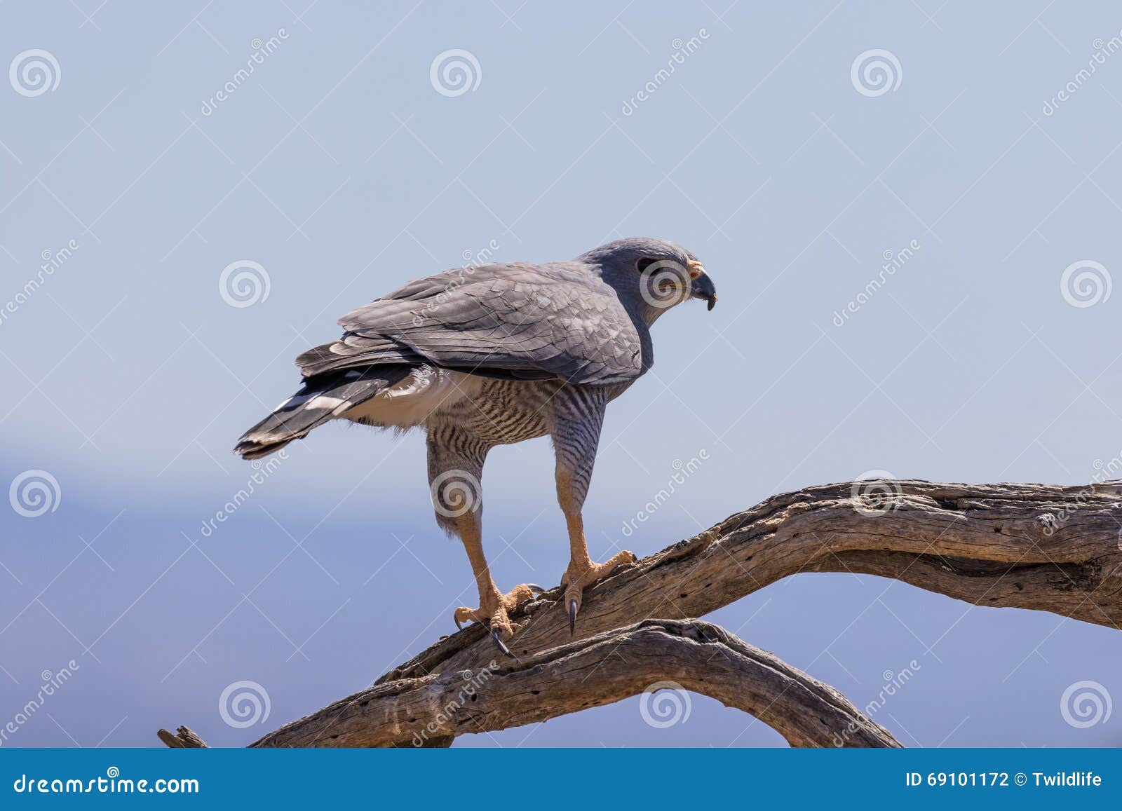 Gray Hawk stock photo. Image of bird, wildlife, avian - 69101172