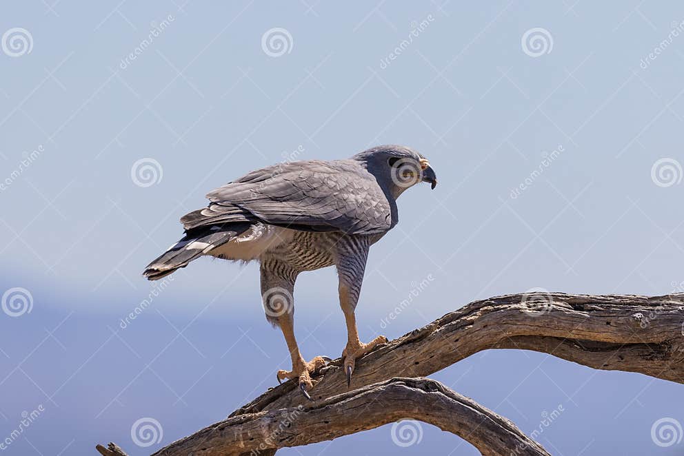 Gray Hawk stock photo. Image of bird, wildlife, avian - 69101172