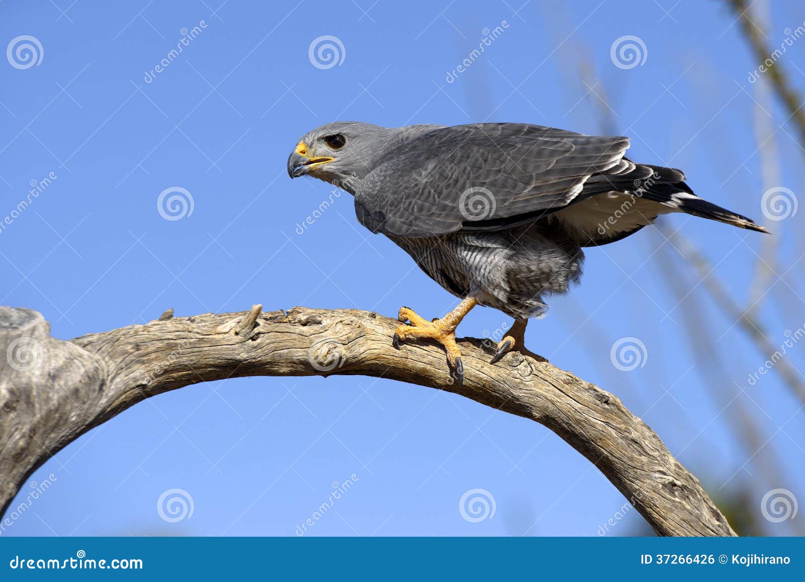 Gray Hawk stock photo. Image of blue, animal, falcon - 37266426
