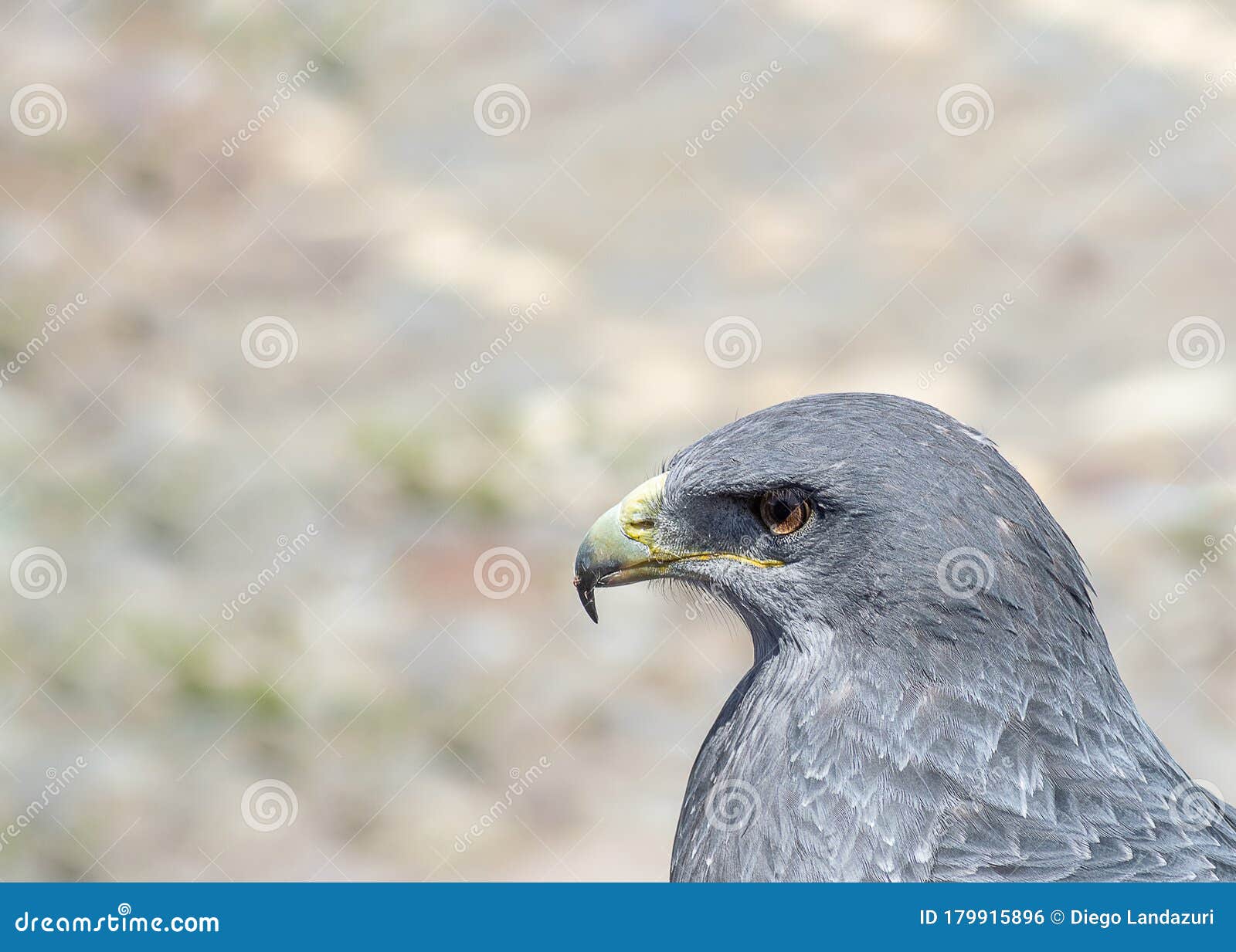 Gray hawk stock photo. Image of defined, beak, animal - 179915896