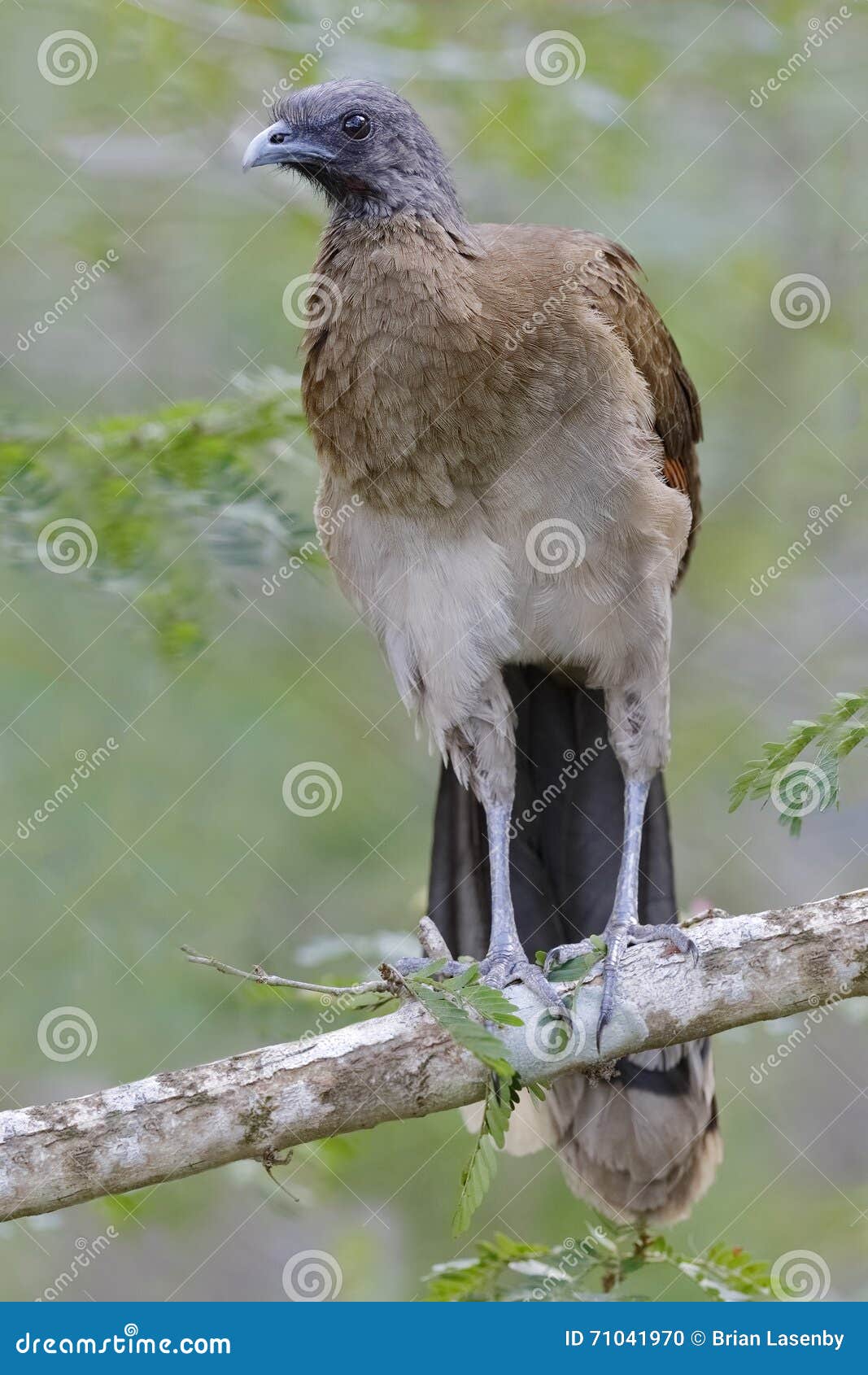 Gray-headed Chachalaca - Panama Stock Photo - Image of feathers, travel ...