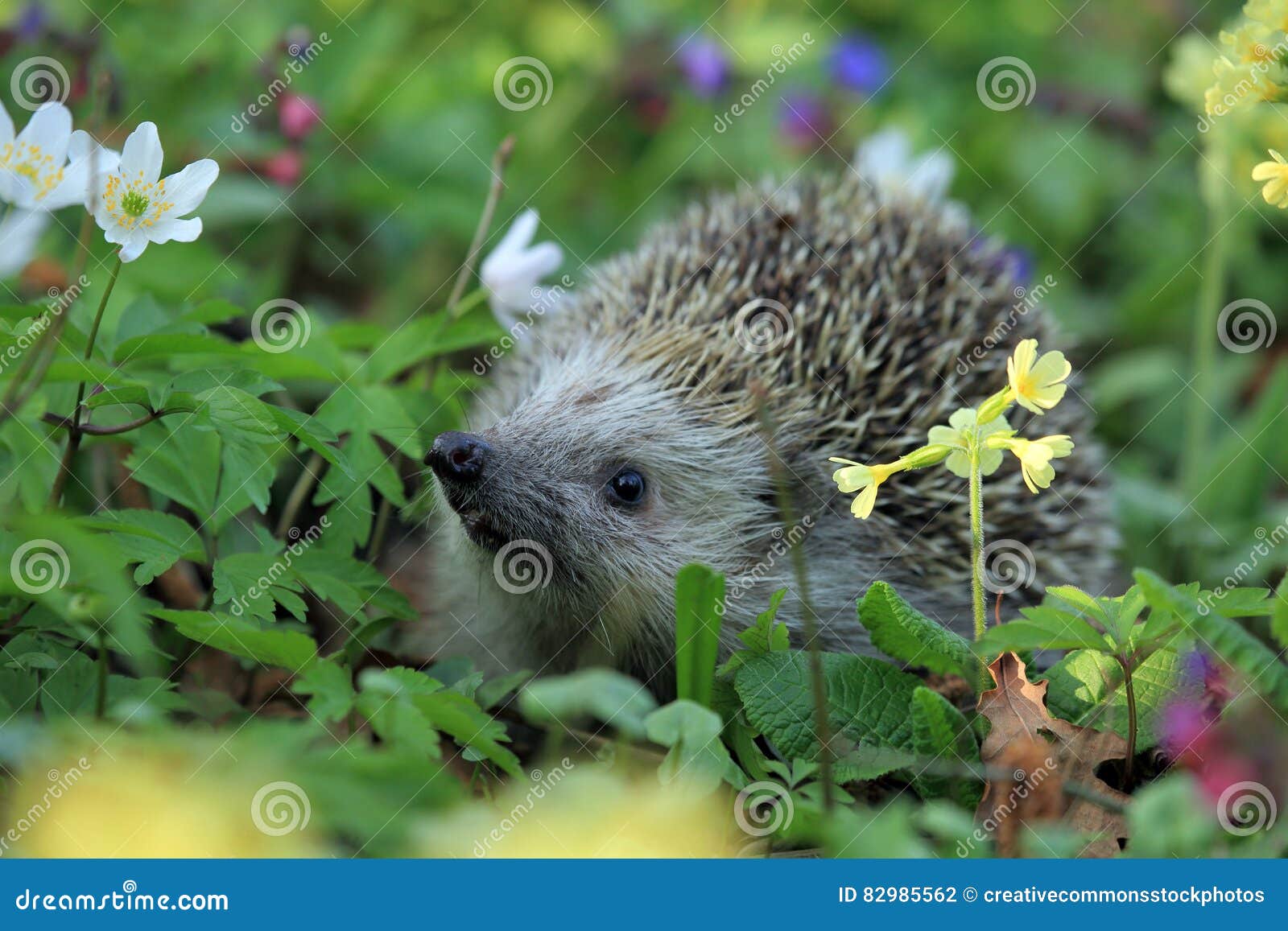 Gray Hedgehog Picture. Image: 82985562