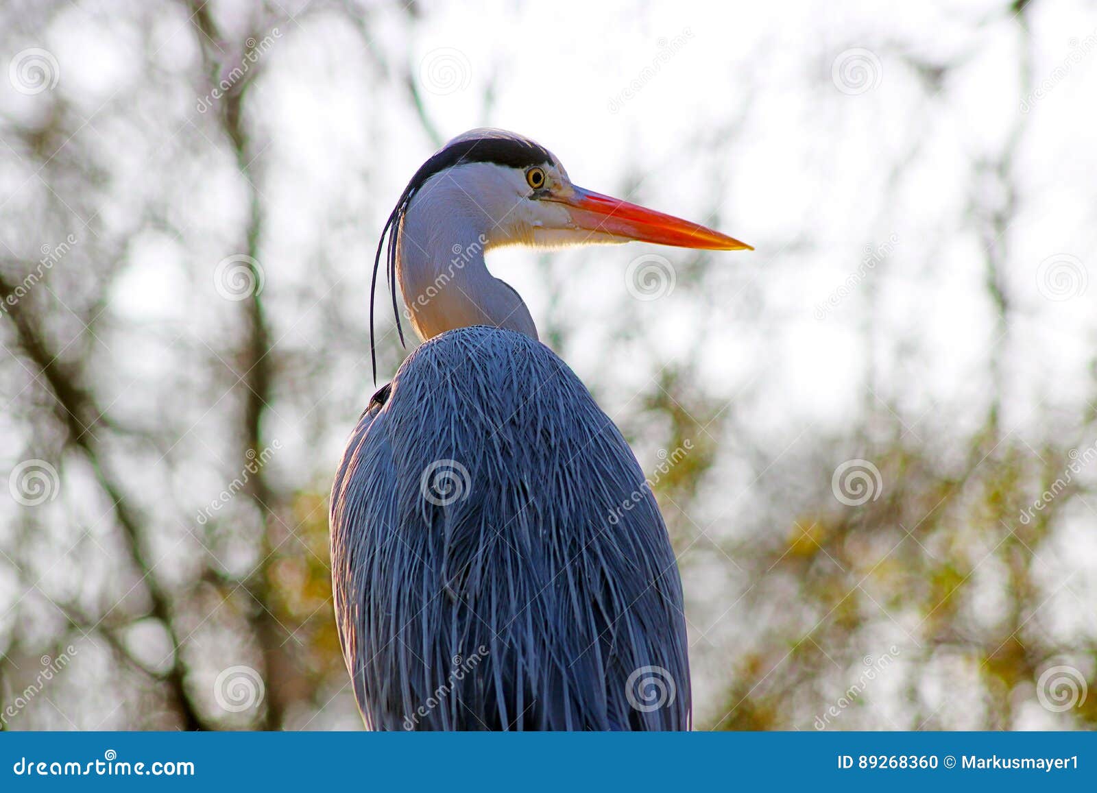 Gray heron stock photo. Image of grey, beak, back, summer - 89268360