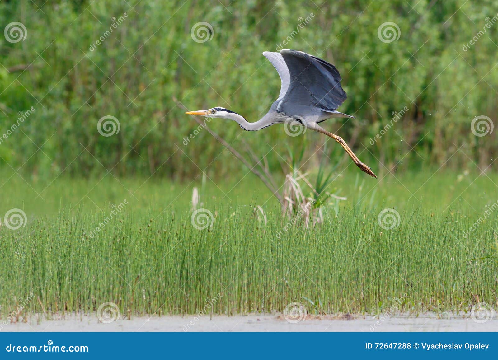 Gray Heron flying stock photo. Image of great, gray, wildlife - 72647288