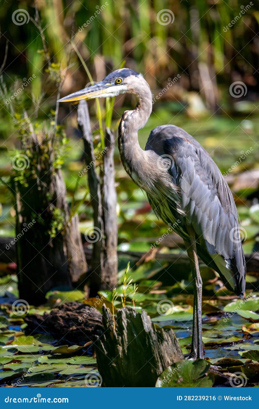 Gray Heron Perched in a Lush Swamp, Wading in the Shallow Water Stock ...