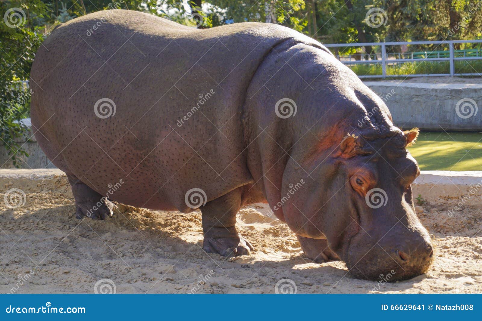 Gray Hippo Stands Sand Sniffing Stock Photos - Free & Royalty-Free ...
