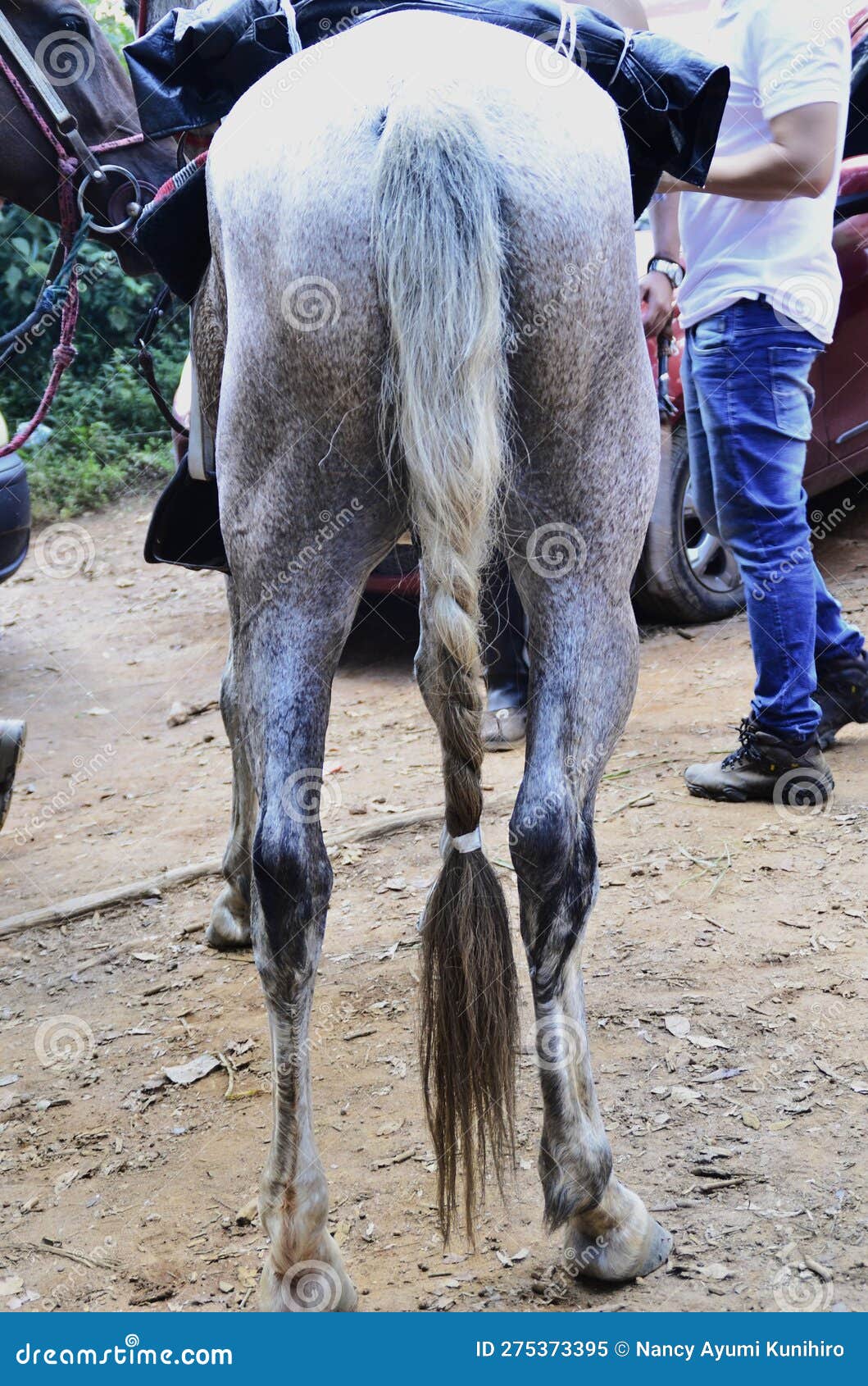 A Gray Horse with Its Tail Braided for Riding Stock Image - Image of ...
