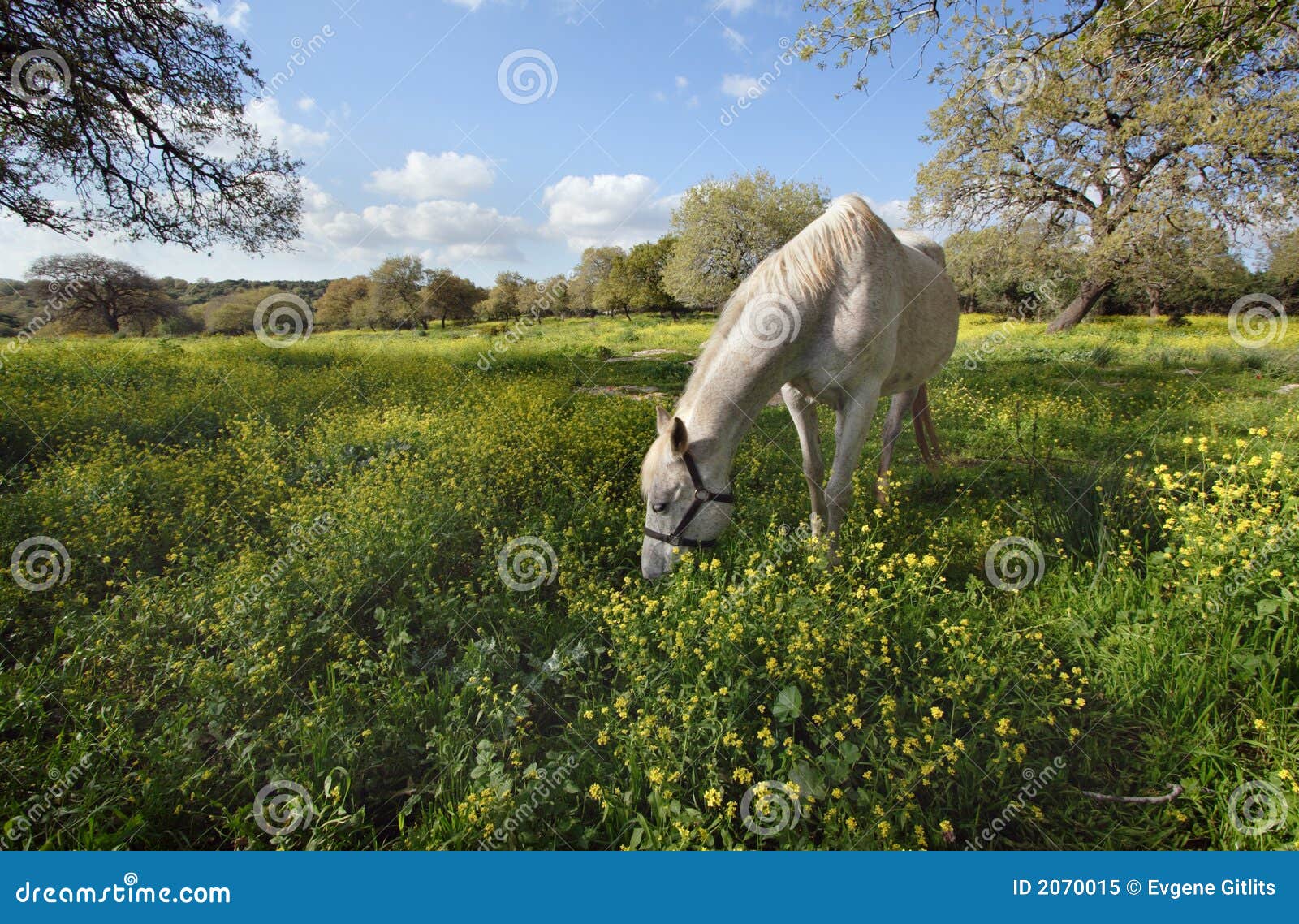 Gray horse on the meadow stock image. Image of rural, countryside - 2070015