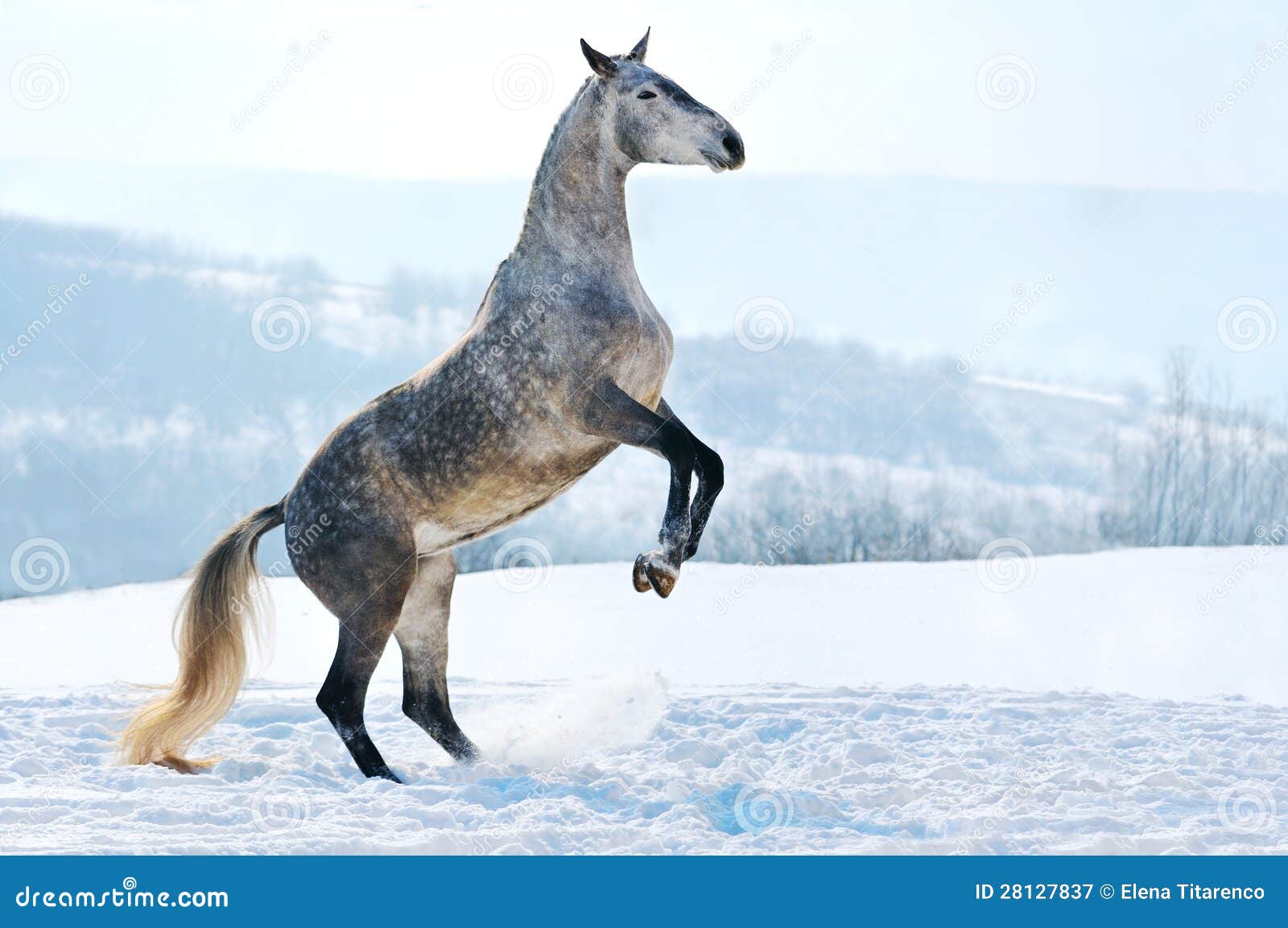 Dapple Grey Horse Rearing