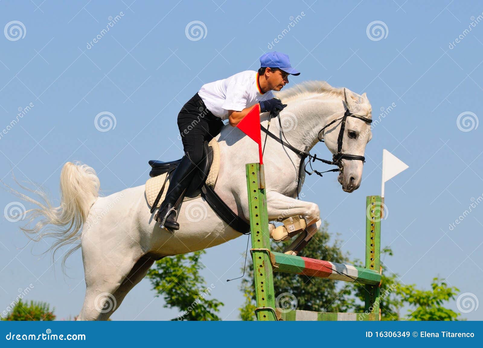 Arabian Horses Jumping