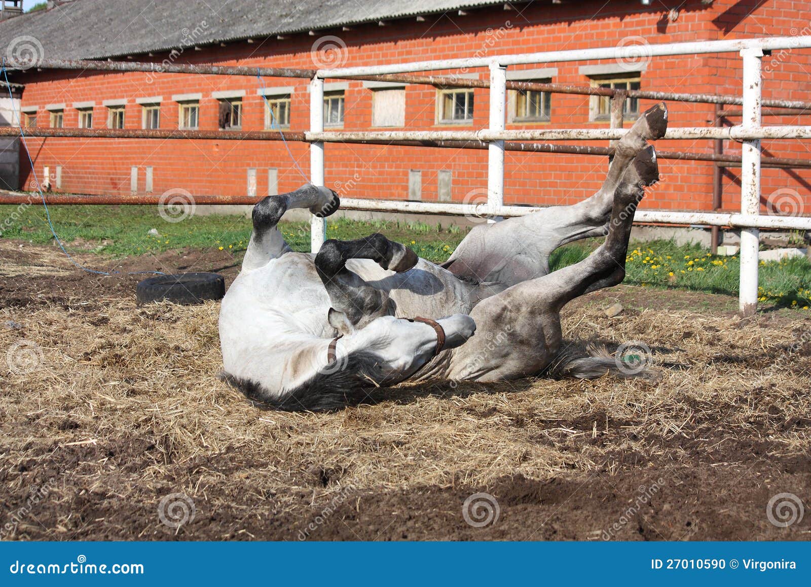 Gray Horse Rolling on the Ground Stock Photo - Image of rolling, rural ...