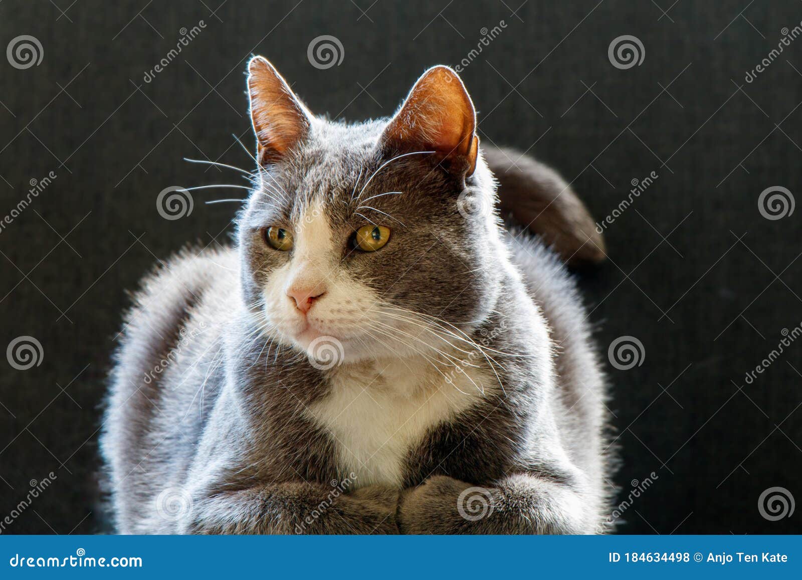 Gray house cat stock photo. Image of whiskers, cute - 184634498