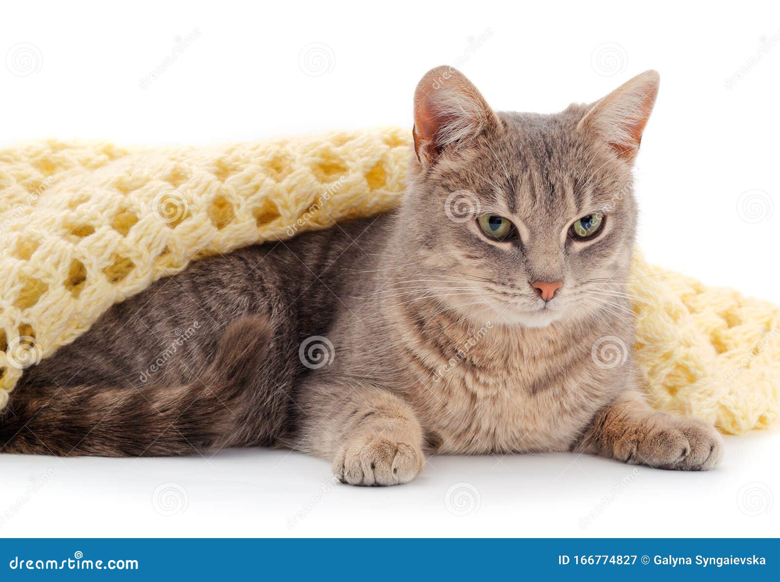 Gray house cat stock image. Image of mammal, posing - 166774827
