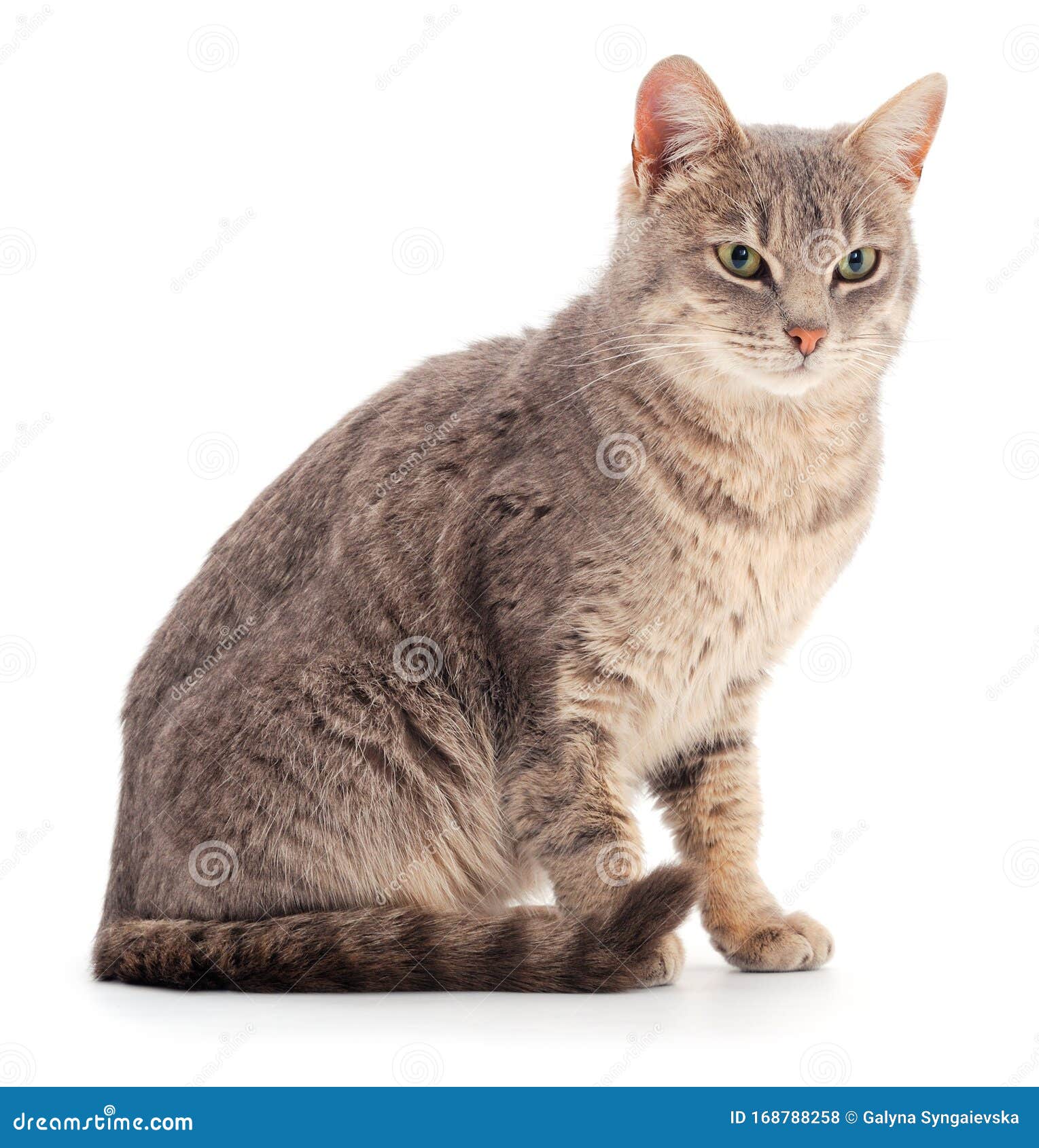 Gray house cat stock photo. Image of beautiful, domestic - 168788258