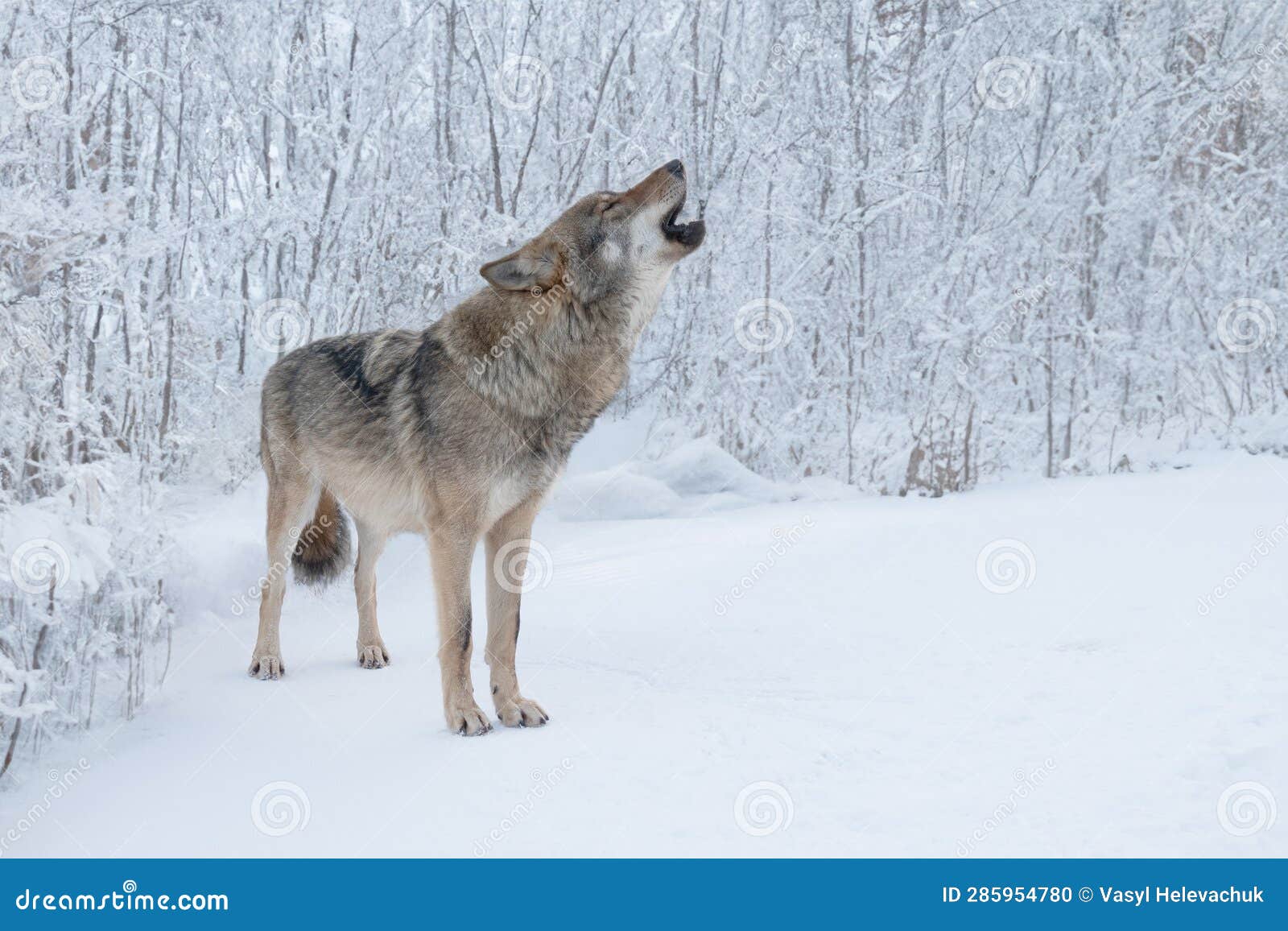 Gray Howling Wolf on the Background of Forest Stock Photo - Image of ...