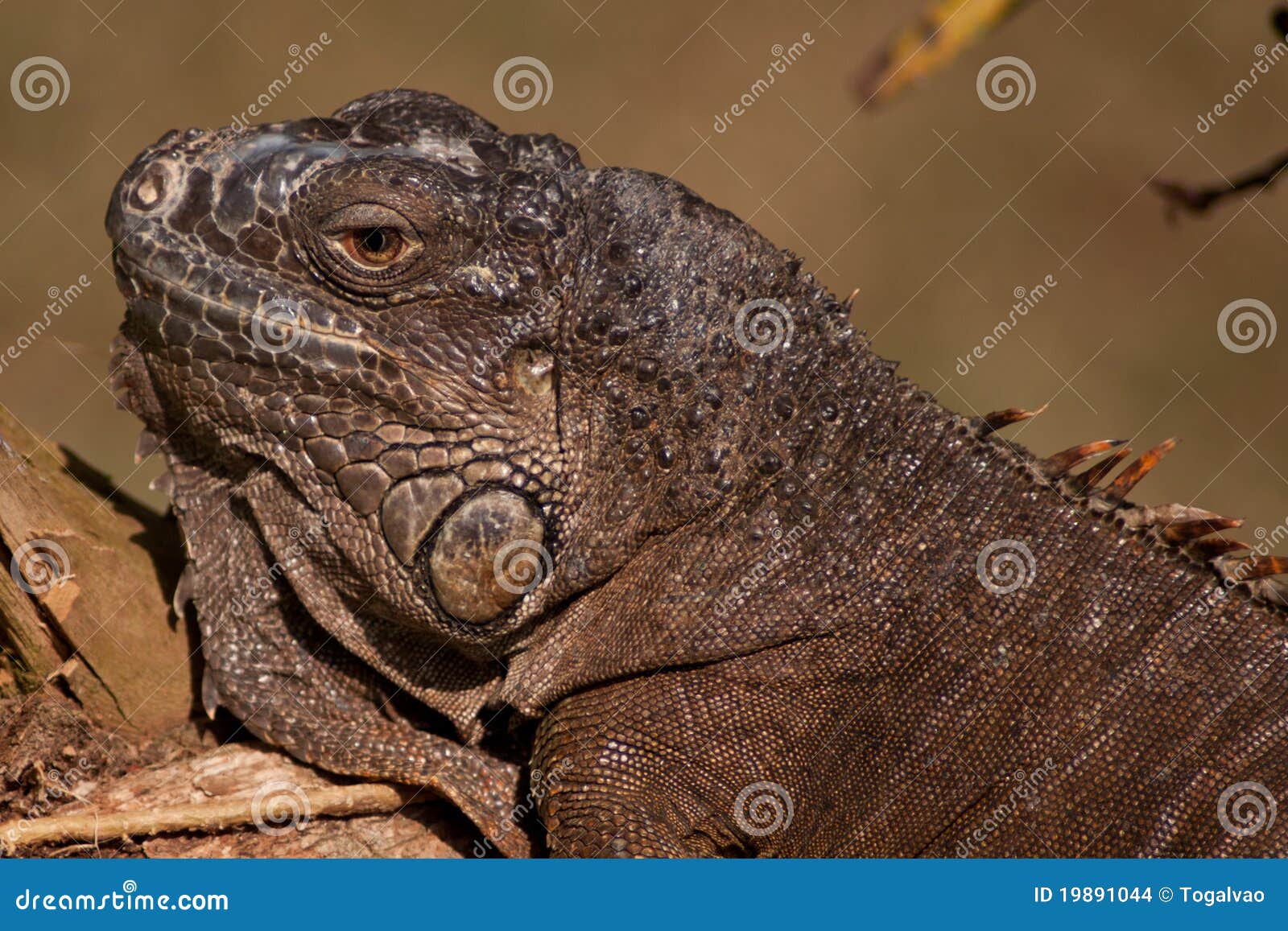 Gray iguana stock photo. Image of reptile, wild, wrinkles - 19891044