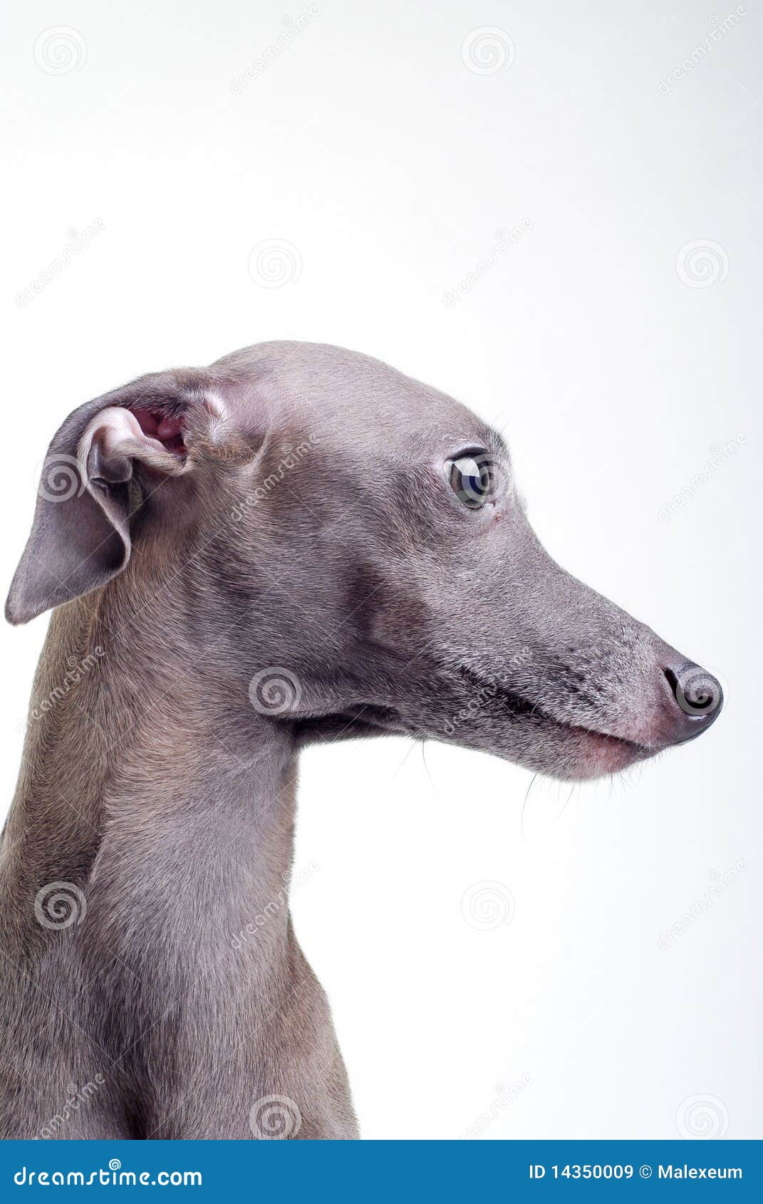 Gray Italian greyhound stock image. Image of head, studio - 14350009
