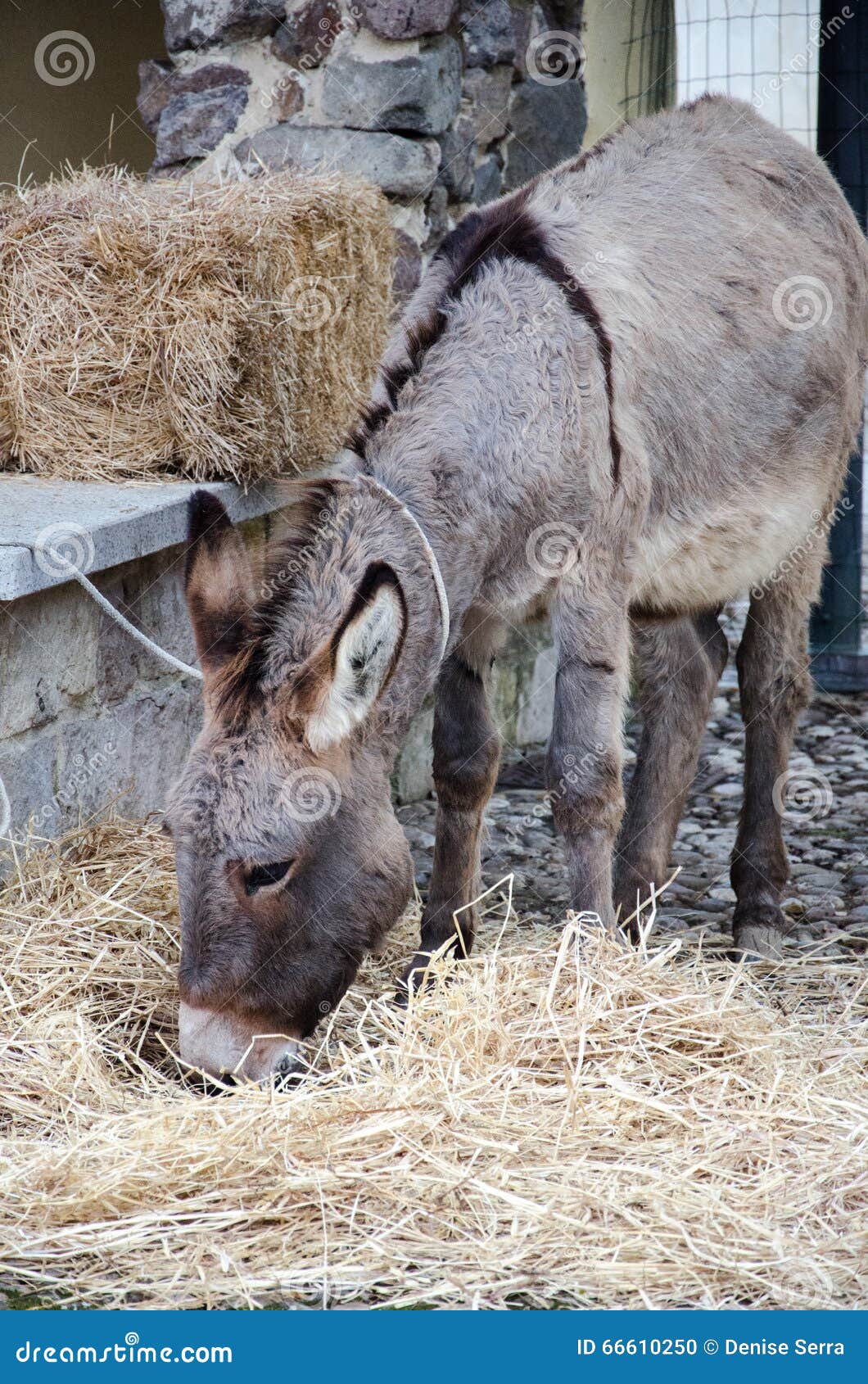 Gray Italian Sardinian Donkey Stock Photo - Image of isolated ...