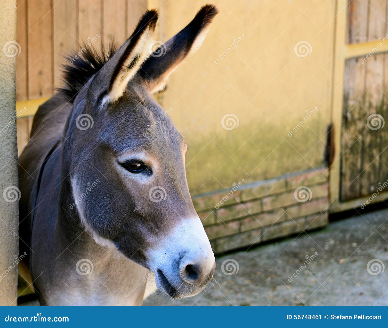 Gray Italian Sardinian Donkey Stock Image - Image of head, rural: 56748461