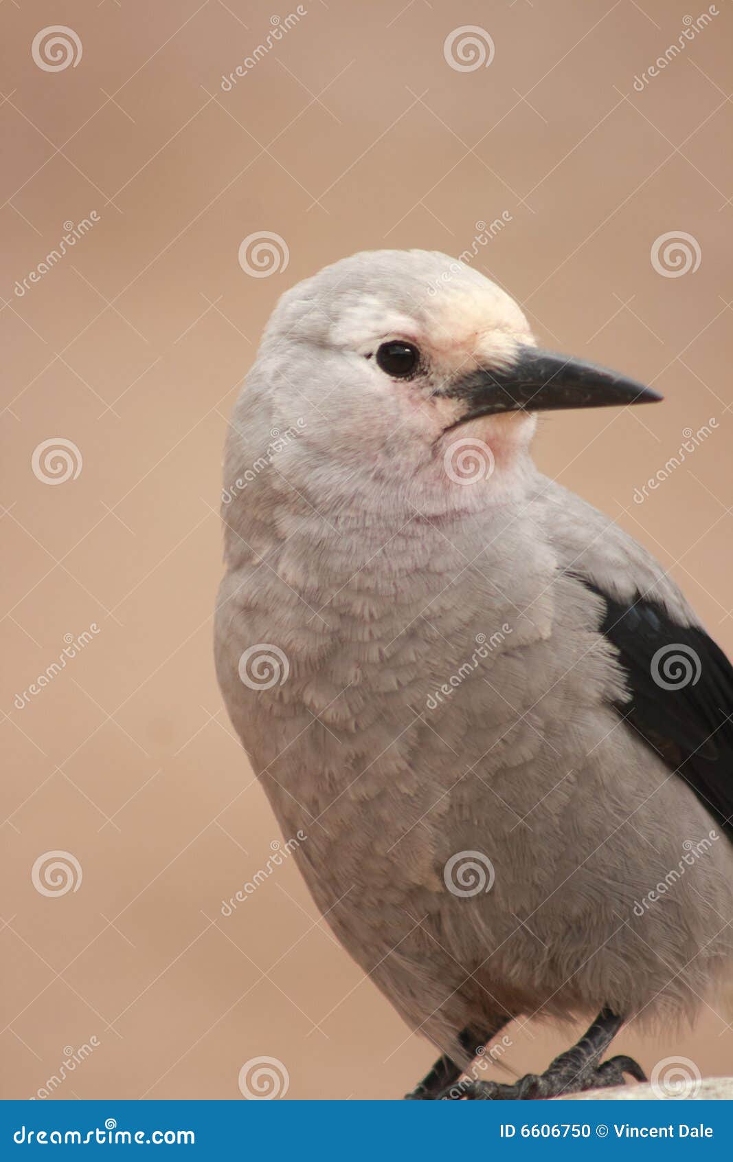 Gray Jay 2 stock photo. Image of talon, wildlife, gray - 6606750
