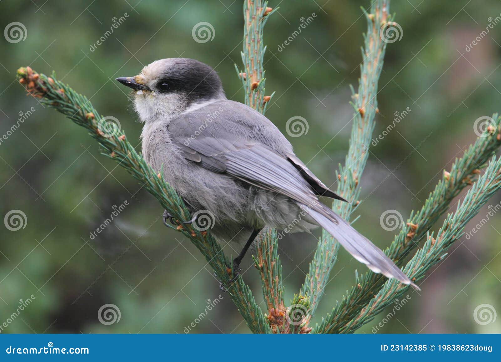 Gray Jay stock image. Image of feet, canadensis, beak - 23142385