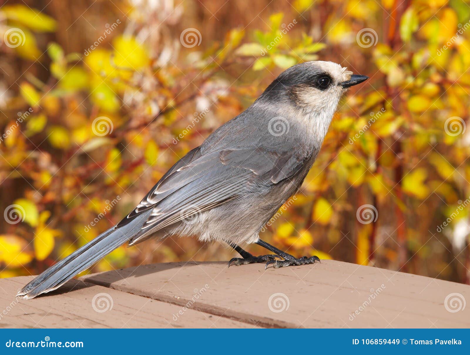 Gray jay bird stock image. Image of columbia, wild, canada - 106859449