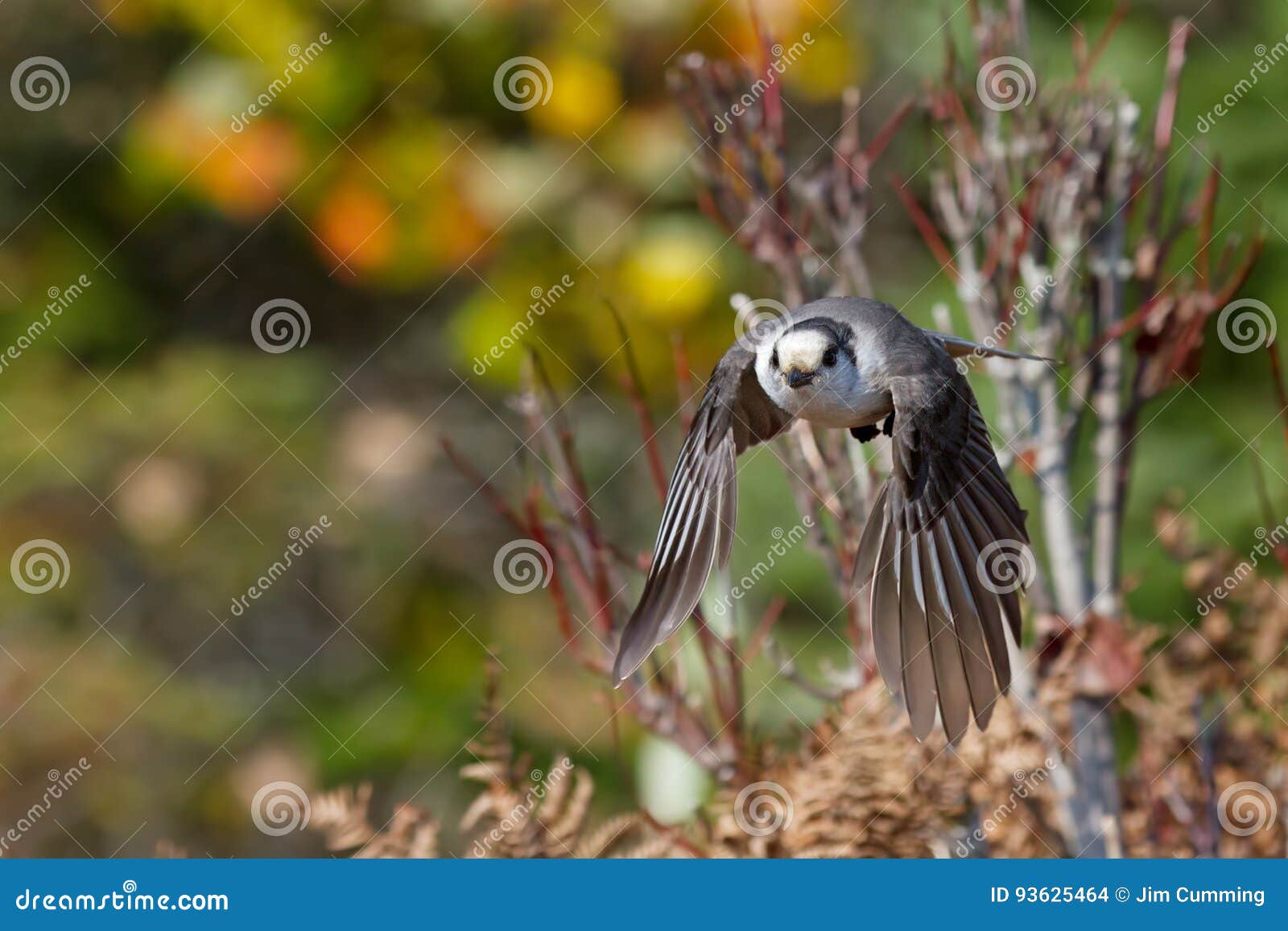 Gray Jay Perisoreus Canadensis Inflight in Algonquin Provincial Park ...