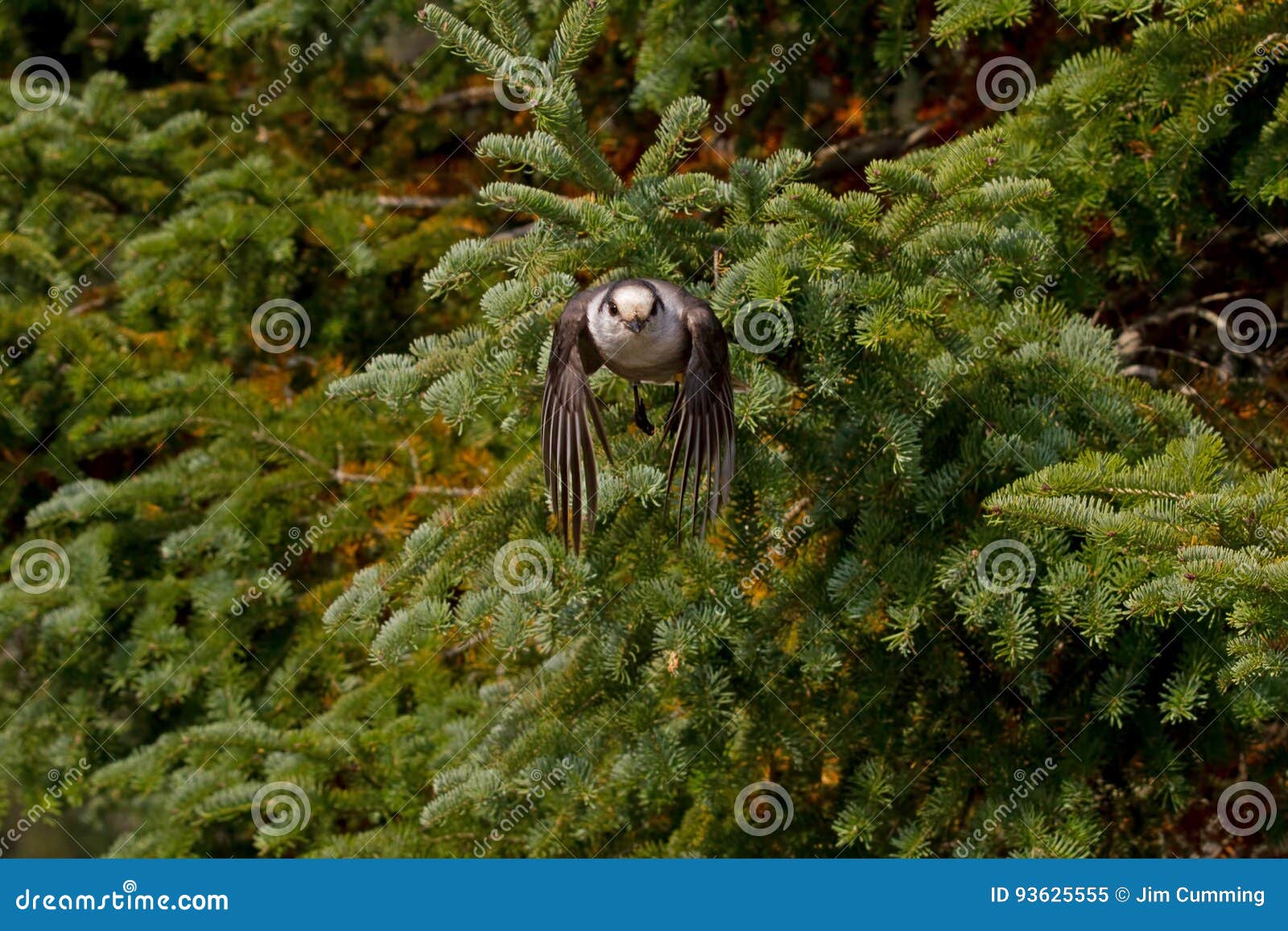 Gray Jay Perisoreus Canadensis Inflight In Algonquin Provincial Park ...