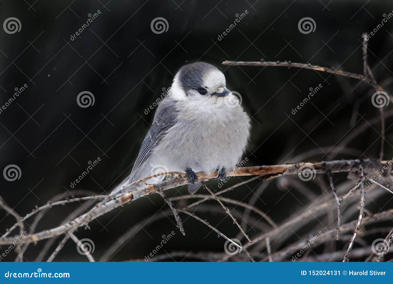 Gray Jay, Perisoreus Canadensis, Perched Stock Image - Image of ...