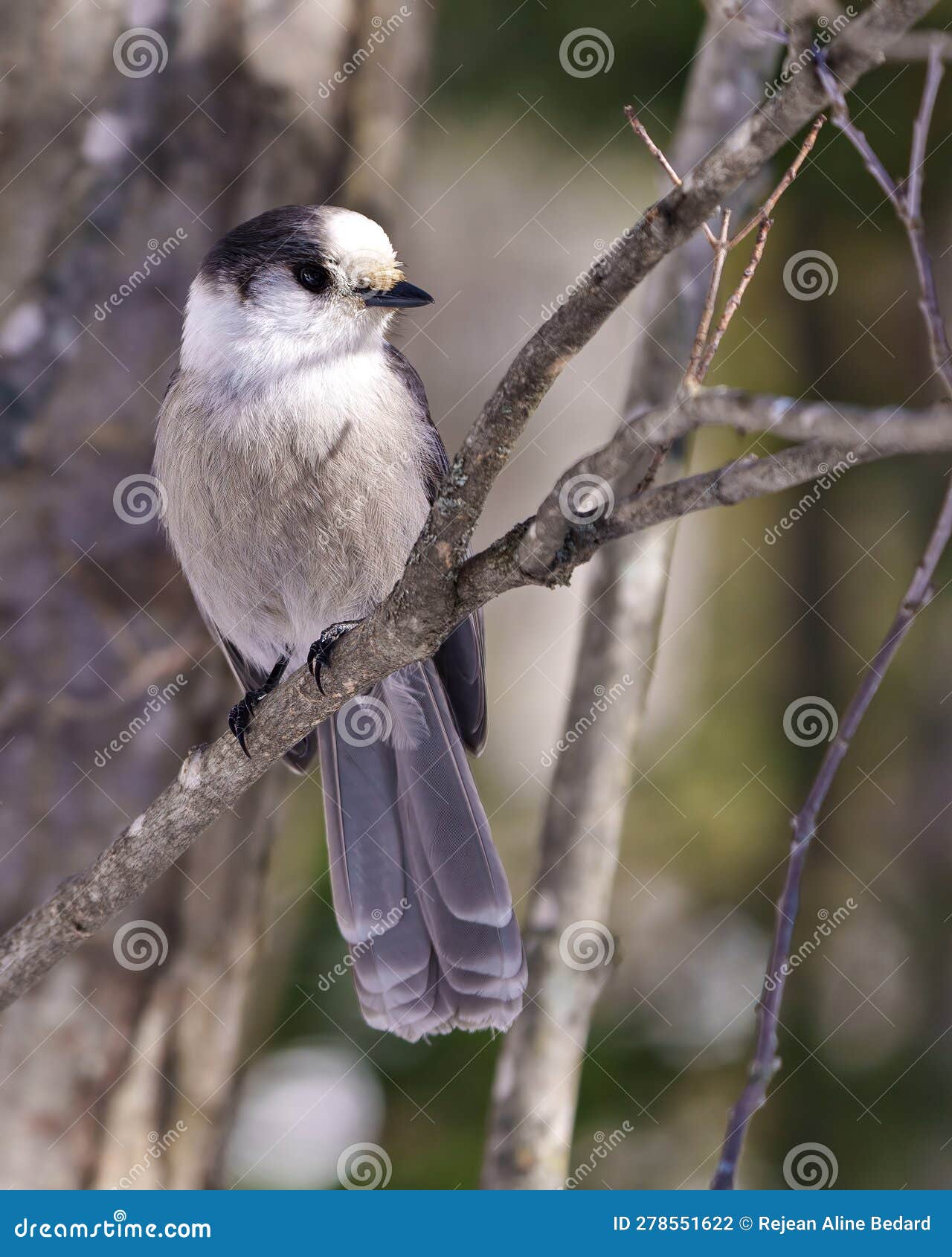 Gray Jay Photo and Image. Close-up Profile Front View Perched on Tree ...