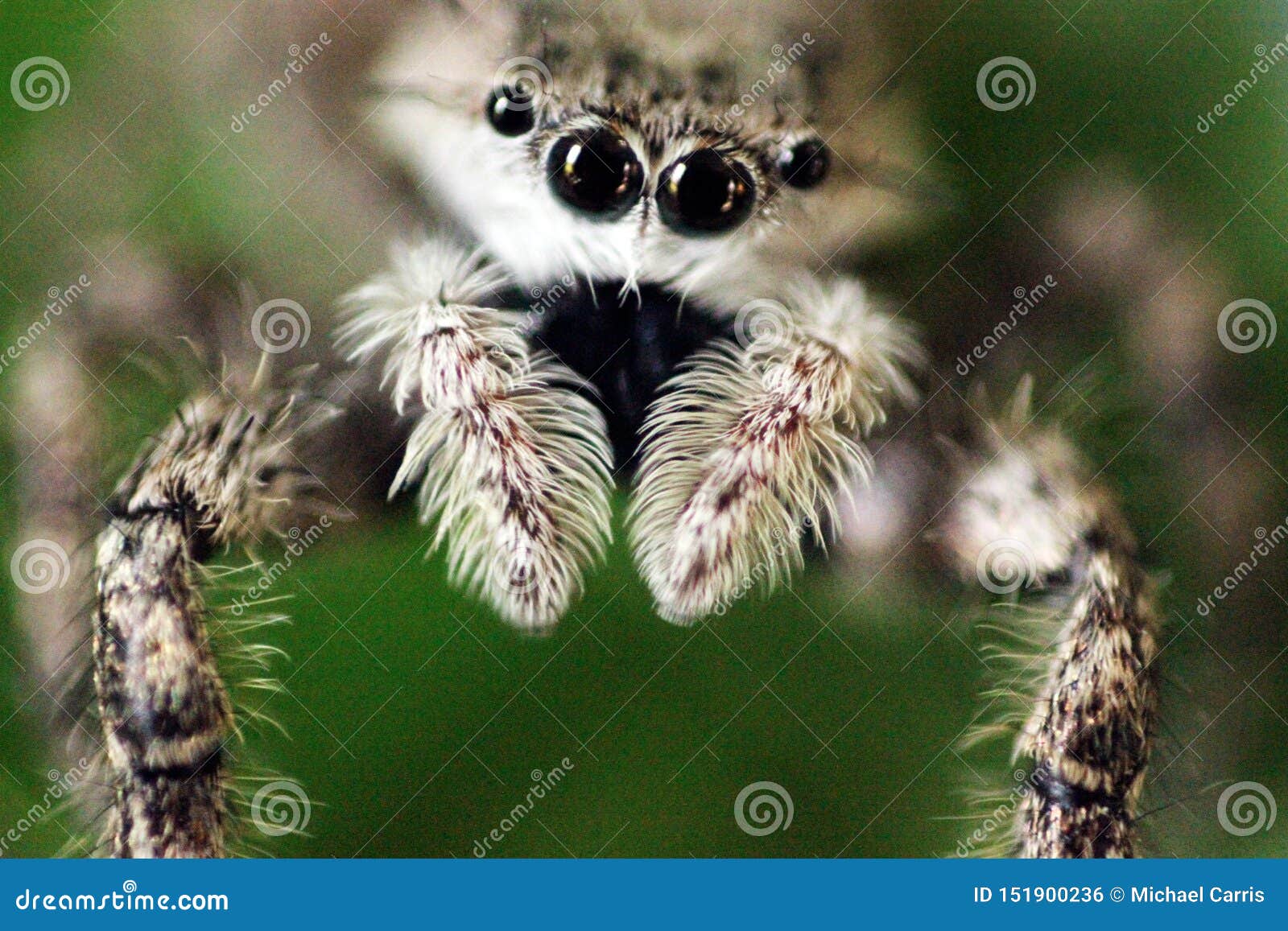 Gray Jumping Spider Close-up Stock Photo - Image of green, gray: 151900236