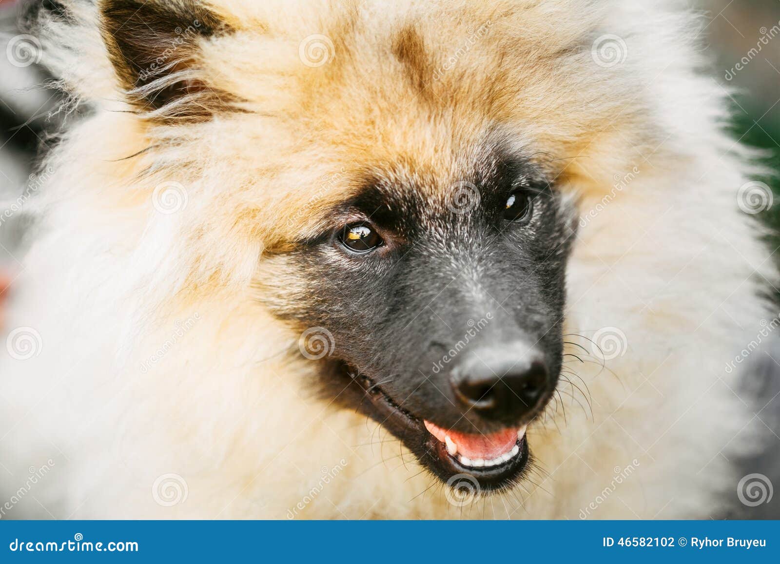Gray Keeshound, Keeshond, Keeshonden Dog (German Spitz) Wolfspitz Stock ...