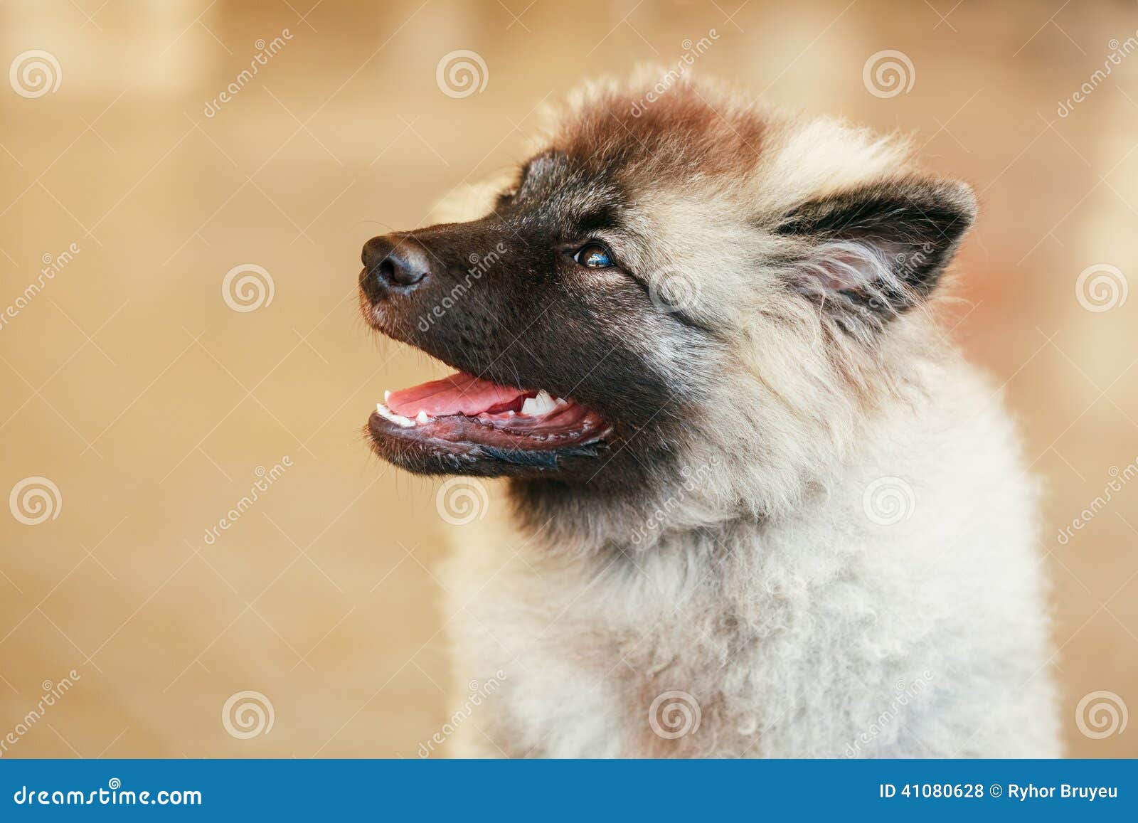 Gray Keeshound, Keeshond, Keeshonden-hond (Duitse Spitz) Stock Foto ...