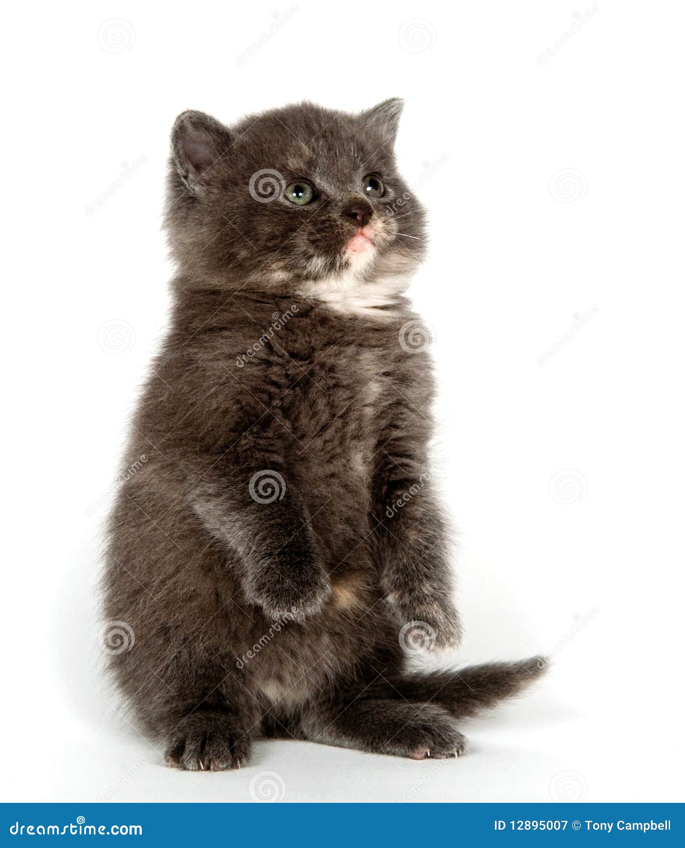 Gray kitten begging stock image. Image of cute, kitten - 12895007