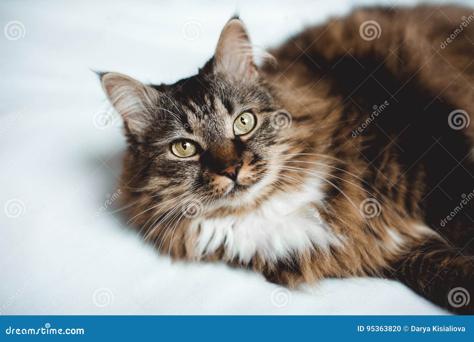 Gray Kitten Cat With Stripped Fur White Chest On White Stock Photo ...