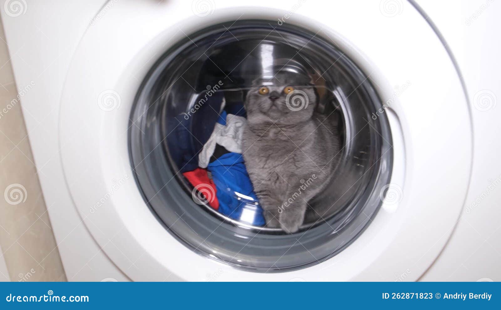 The Gray Kitten Hide in the Washing Machine. the Cat Sits in the ...