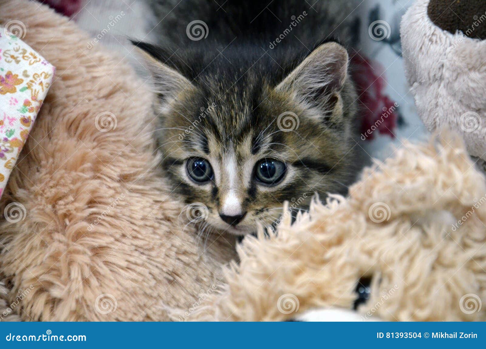 Gray kitten hides stock photo. Image of tabby, pets, cheerful - 81393504
