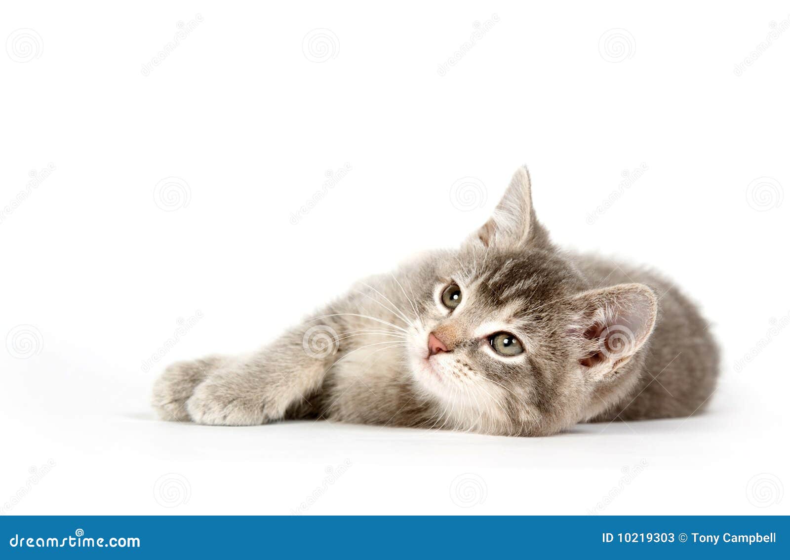 4,200 Kitten Laying Down Stock Photos - Free & Royalty-Free Stock ...