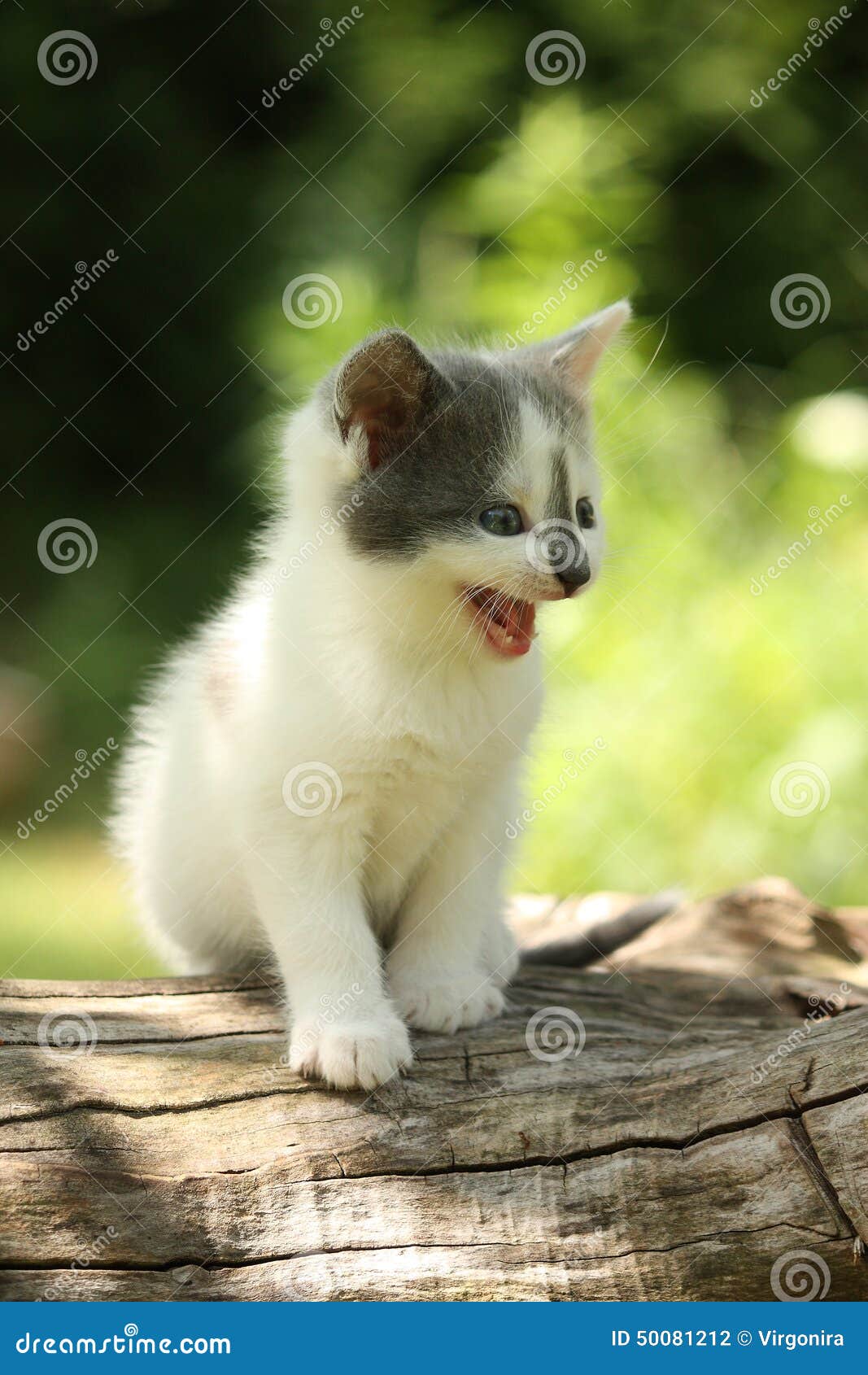Gray Kitten Mewing Cutely and Resting on the Tree Stump Stock Photo ...