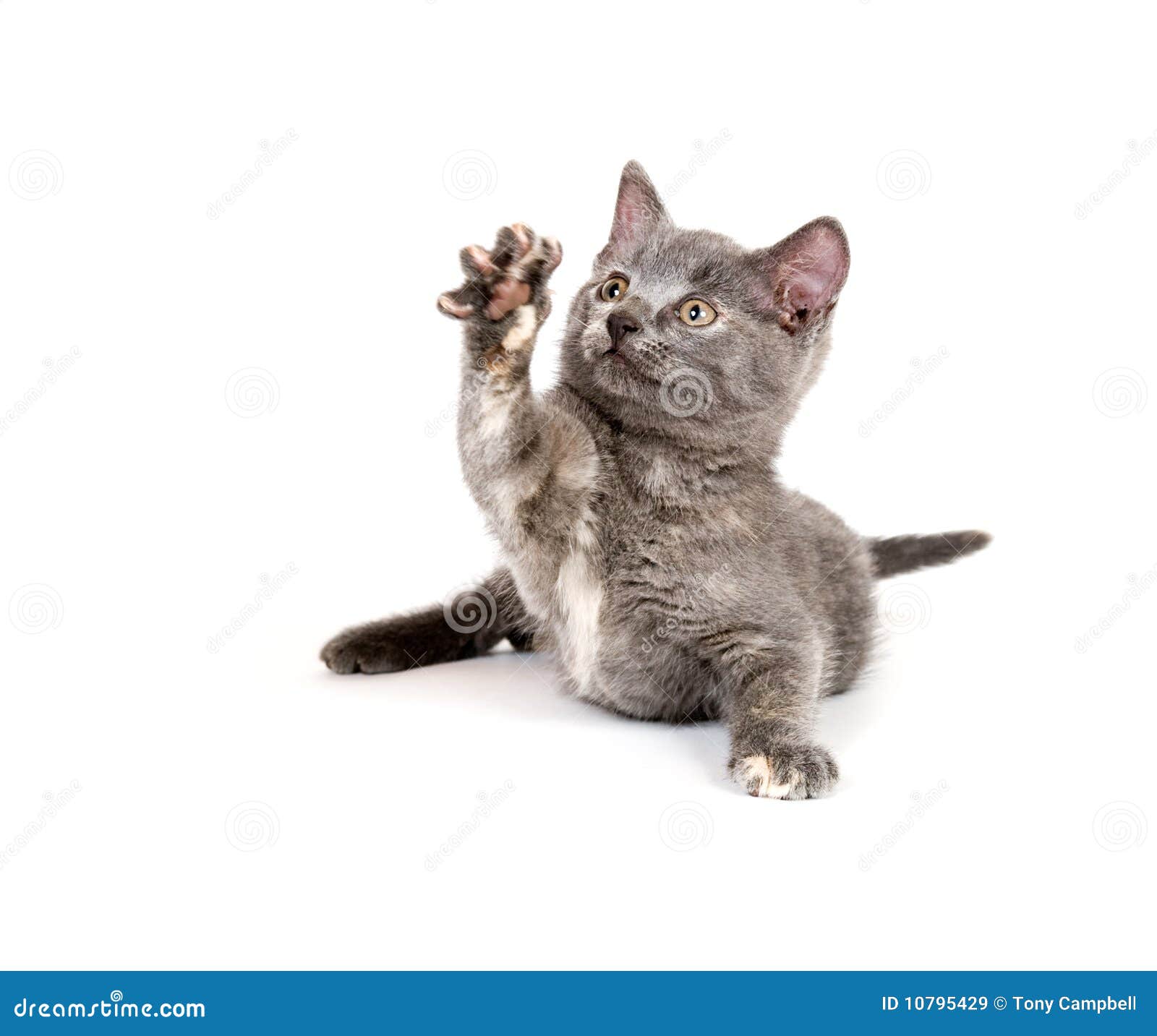 Gray kitten playing stock image. Image of paws, playing - 10795429