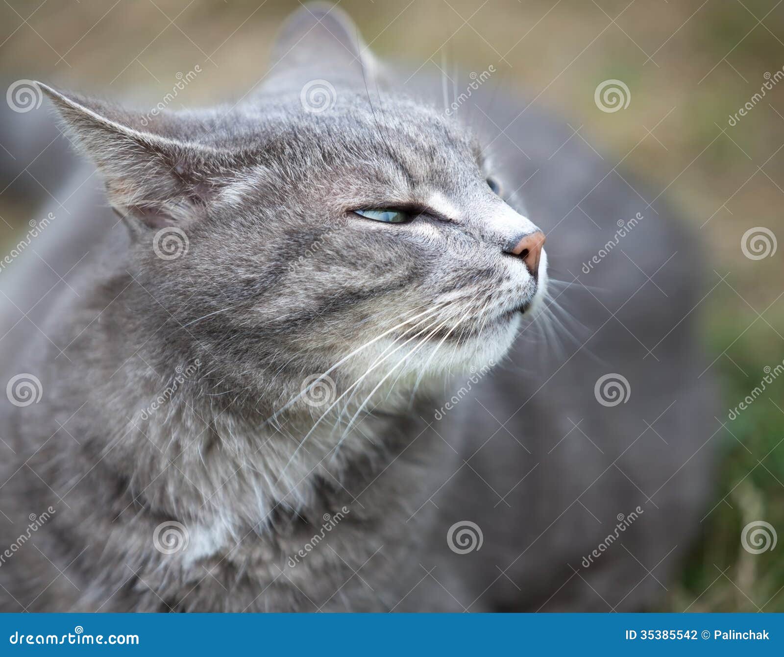 Gray Kitten Playing Outdoors Stock Photo - Image of kitten, curiosity ...