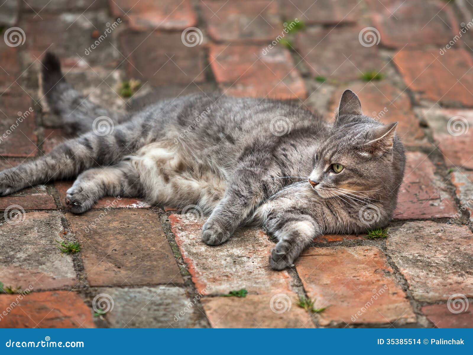 Gray Kitten Playing Outdoors Stock Photo - Image of eyes, grey: 35385514