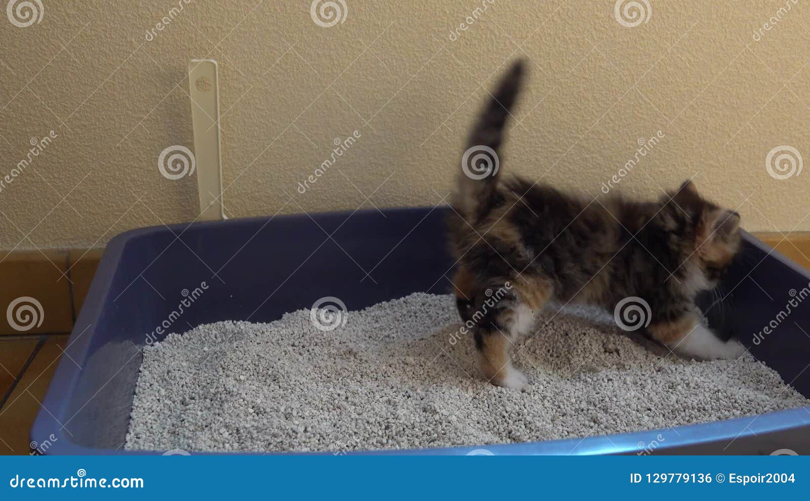 A Gray Kitten Poops in the Litter and Buries the Feces. Stock Footage ...