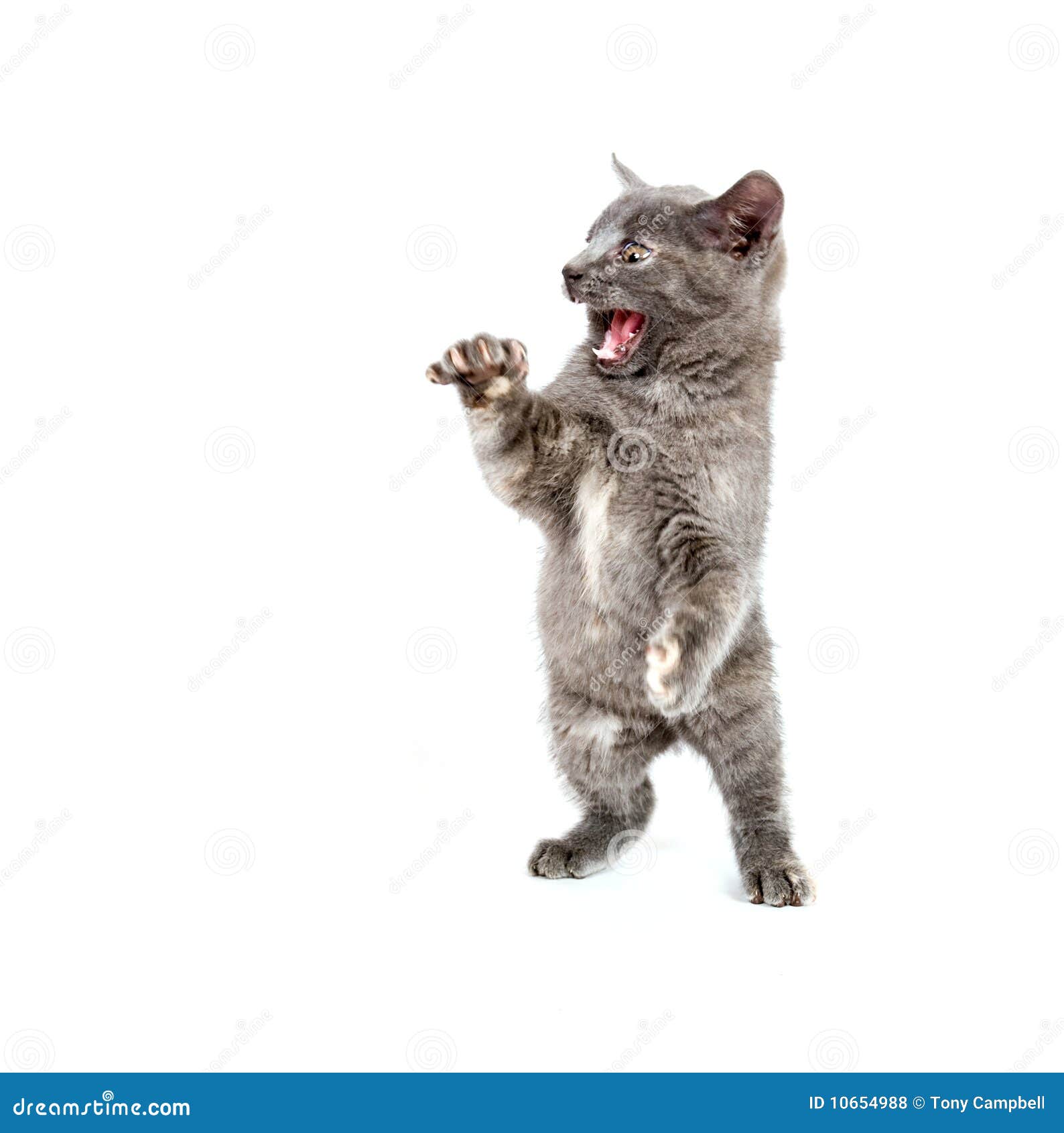 Gray Kitten Pouncing Royalty Free Stock Photos - Image: 10654988