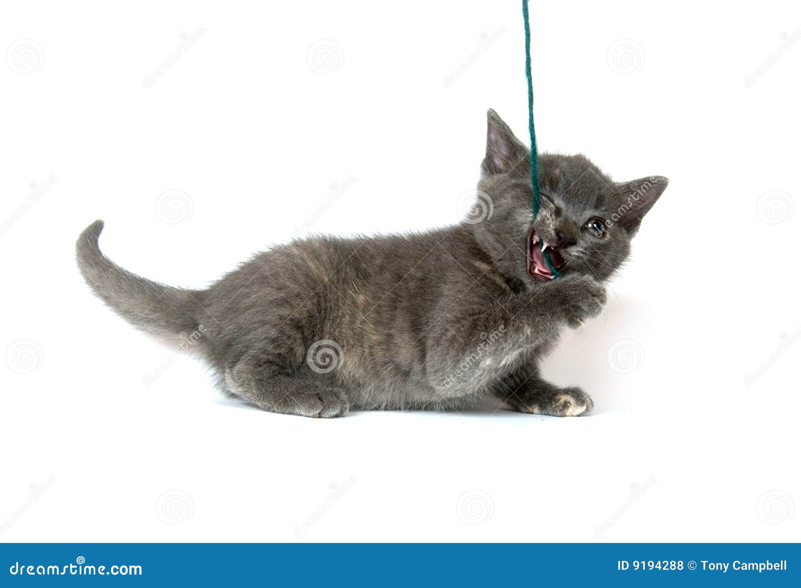 Gray Kitten Pulling on Yarn Stock Photo - Image of cute, teeth: 9194288