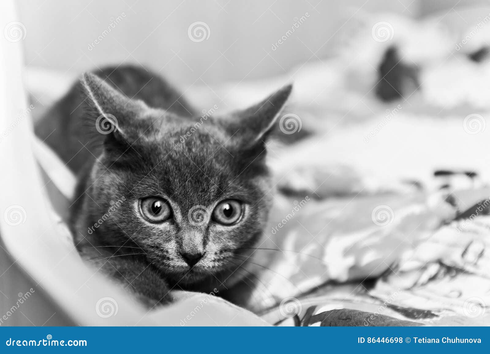 Gray Kitten Ready To Pounce Black and White Stock Photo - Image of ...