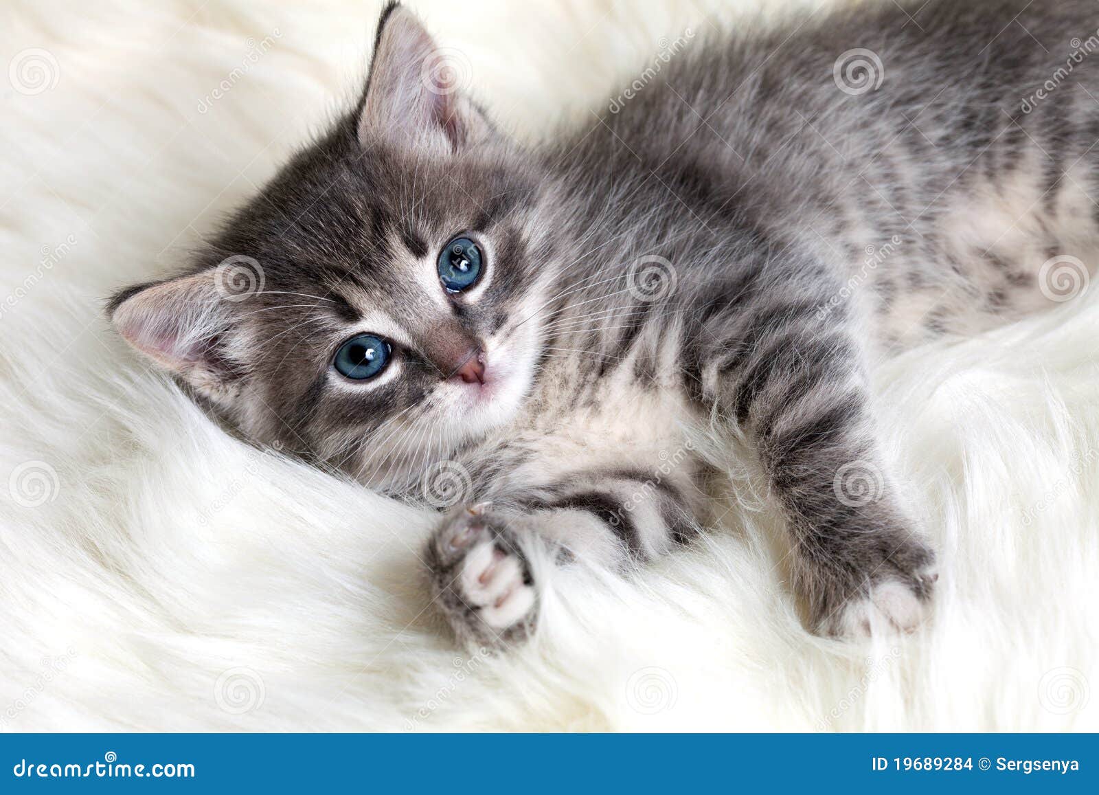Gray kitten resting stock photo. Image of kitten, place - 19689284
