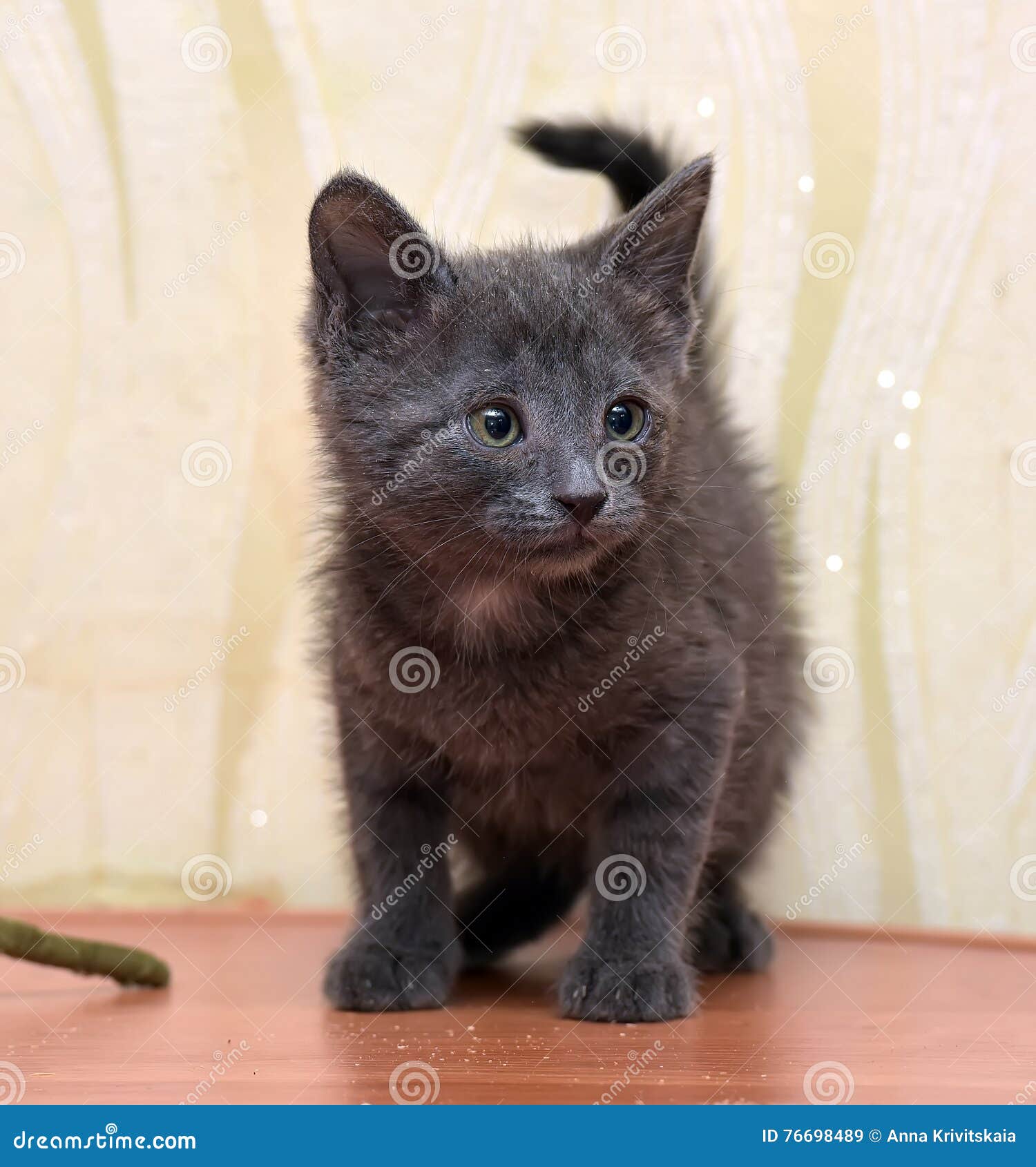 Gray kitten Russian blue stock image. Image of chatreux - 76698489