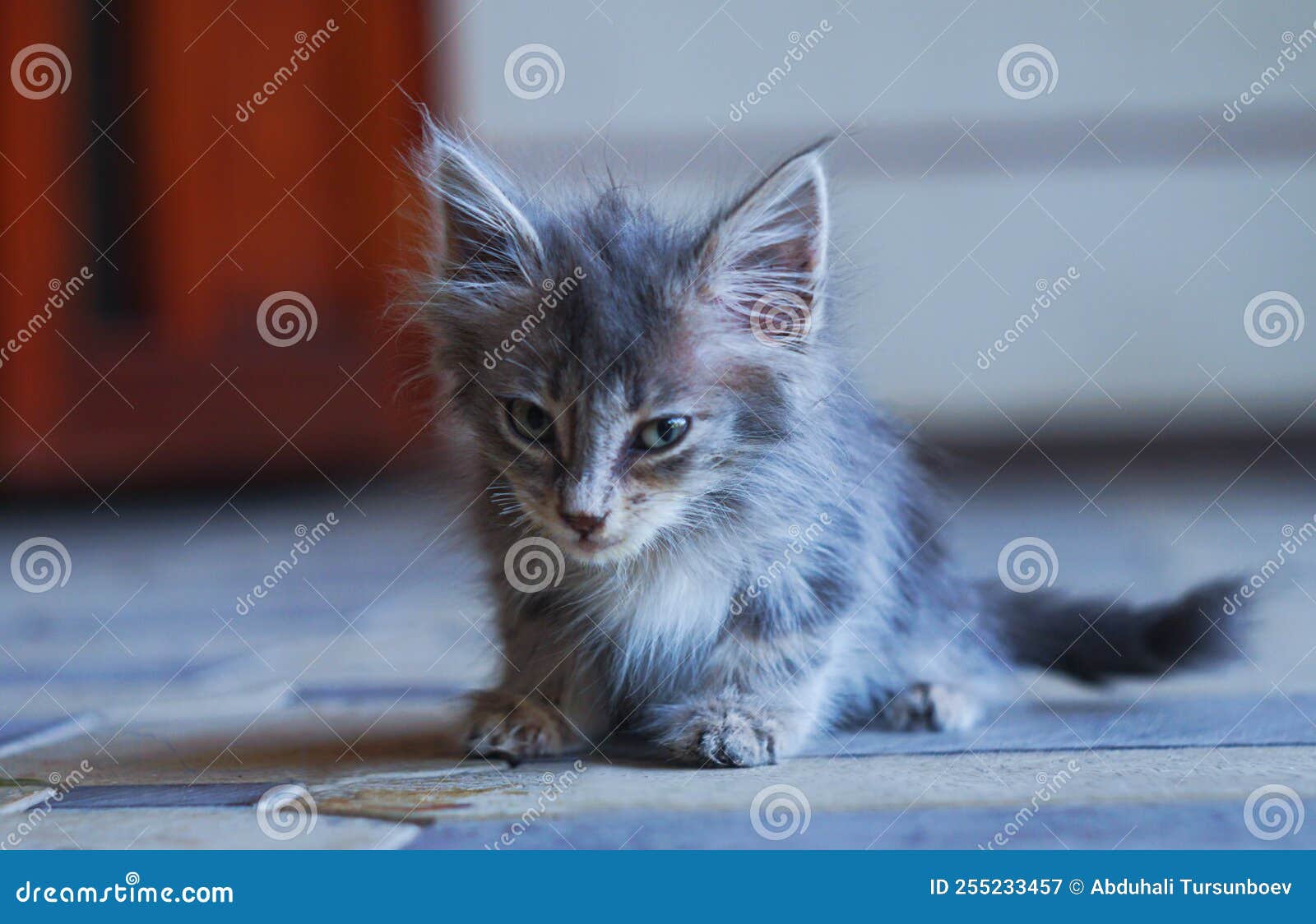 Gray kitten stock image. Image of sitting, hair, face - 255233457